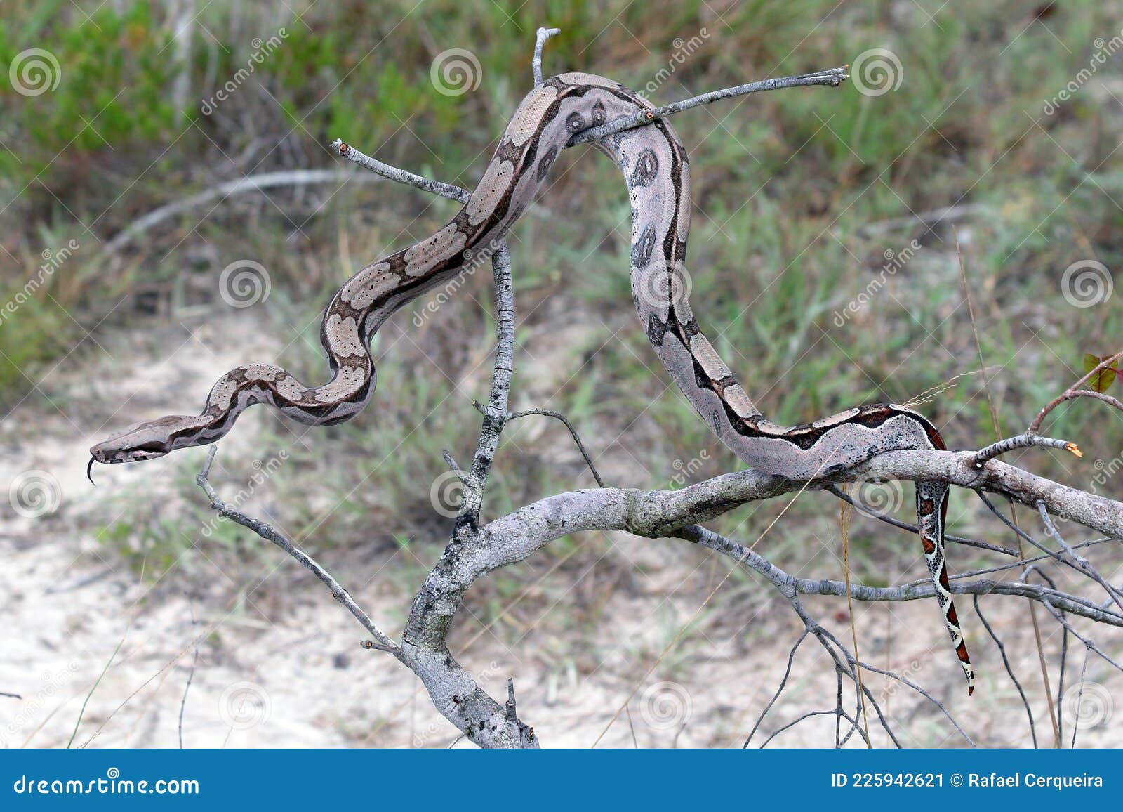 Red-tailed Boa Boa Constrictor Hanging from a Tree in Brazil Stock ...