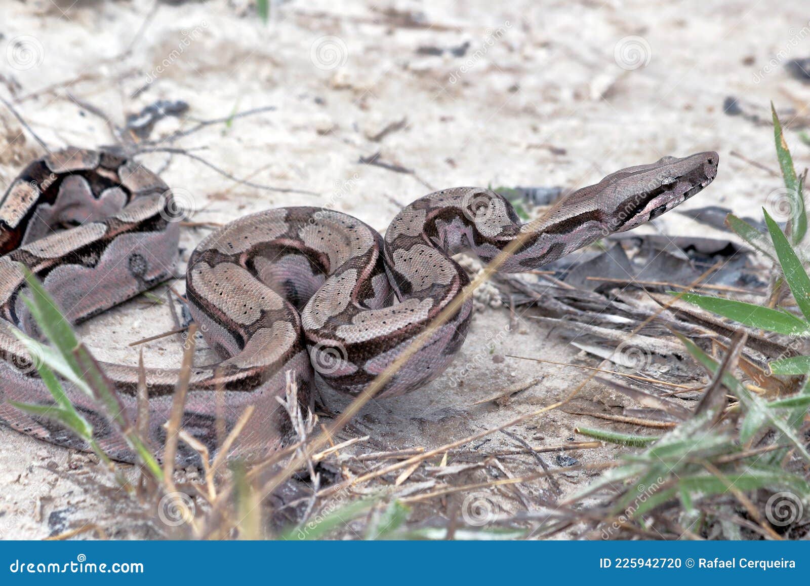 Red-tailed Boa Good Constrictor in Attack Position Stock Photo - Image ...