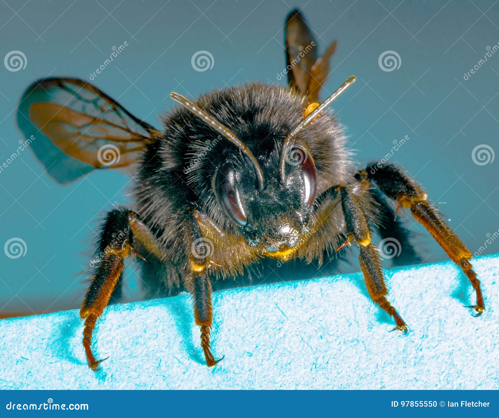 Red tailed bumble bee stock photo. Image of insect, frontal - 97855550