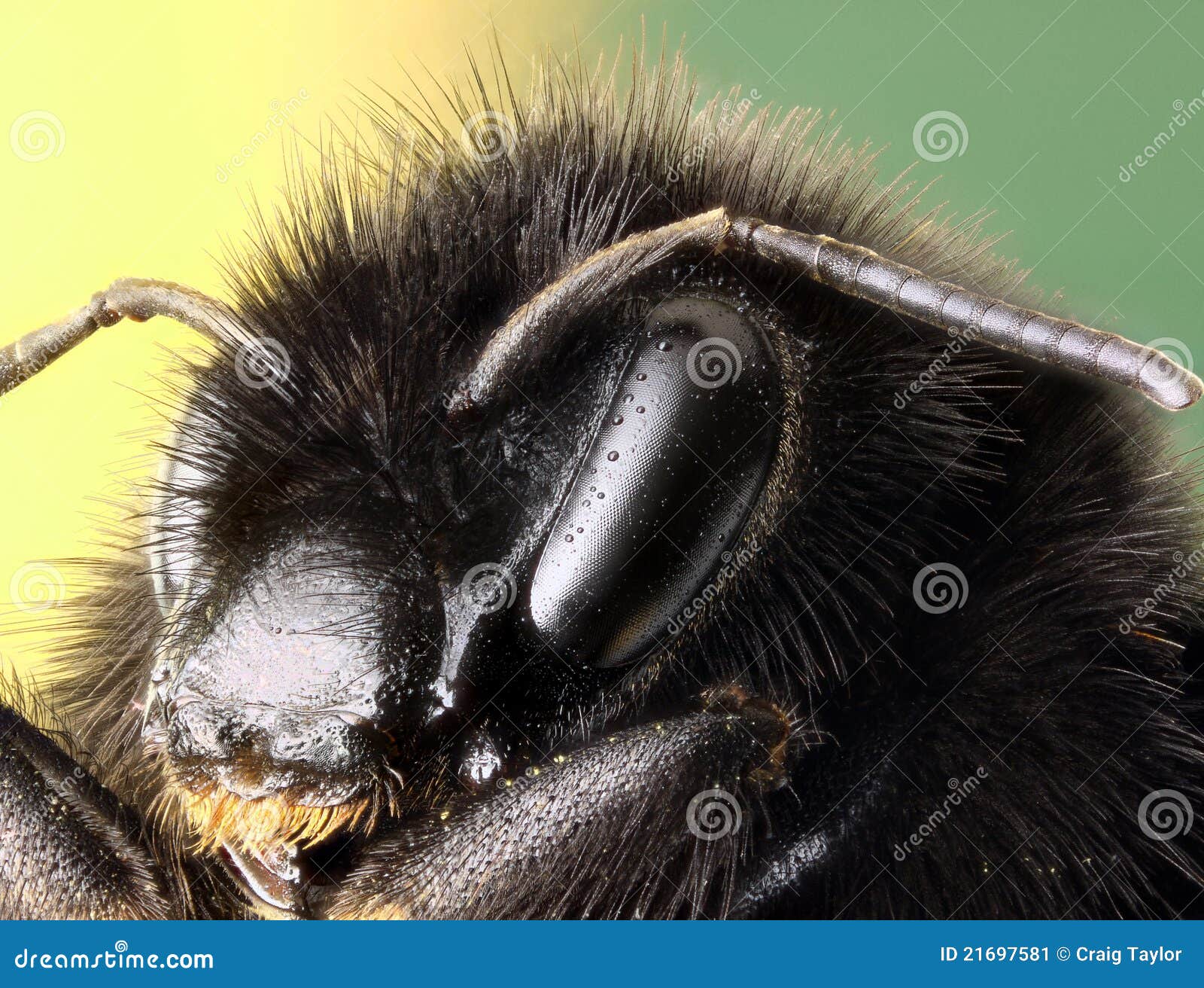 Red Tailed Bumble Bee Macro Profile Stock Image - Image of macro ...