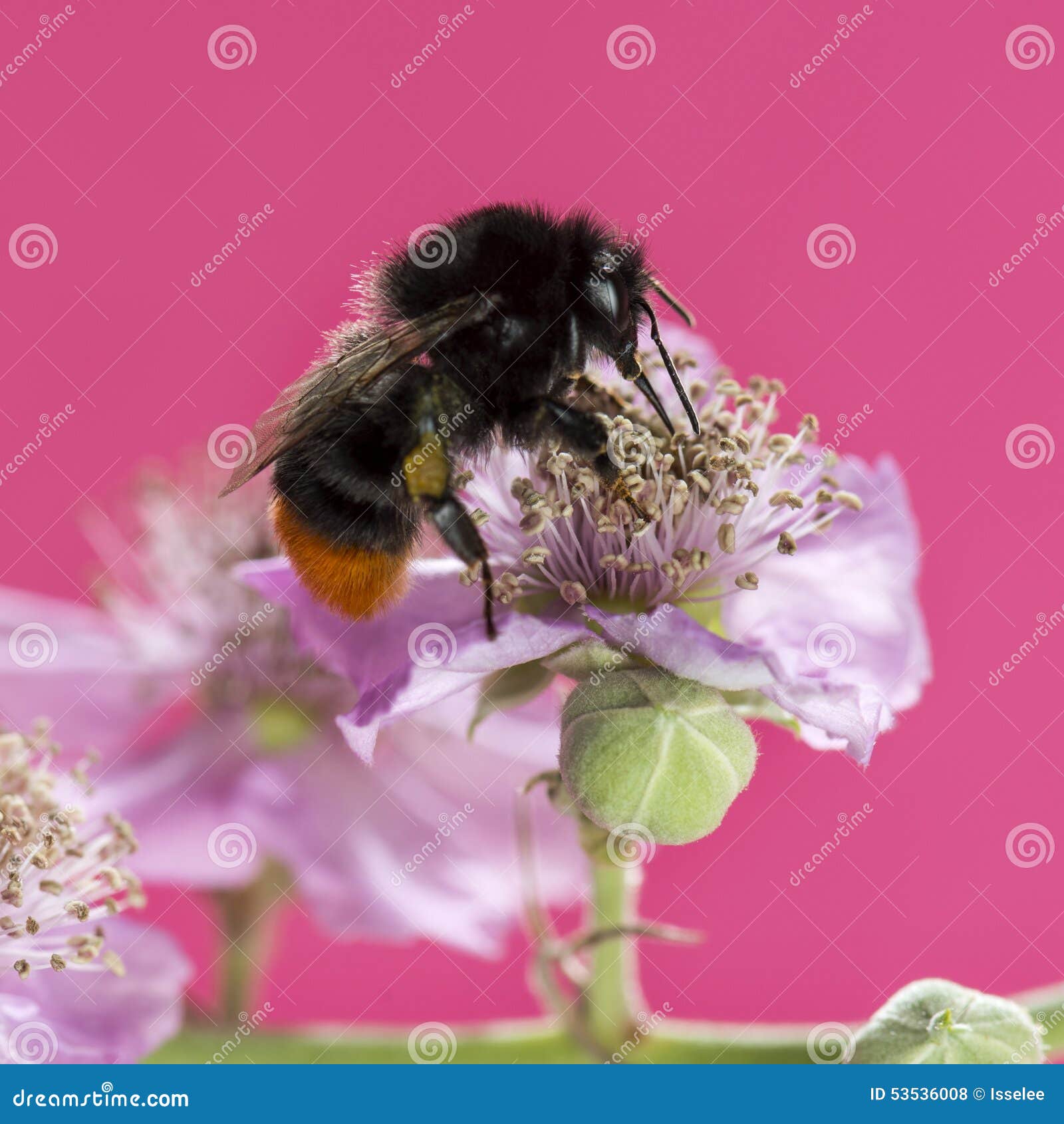 Bumblebee / Bombus Terrestris Stock Photography | CartoonDealer.com ...