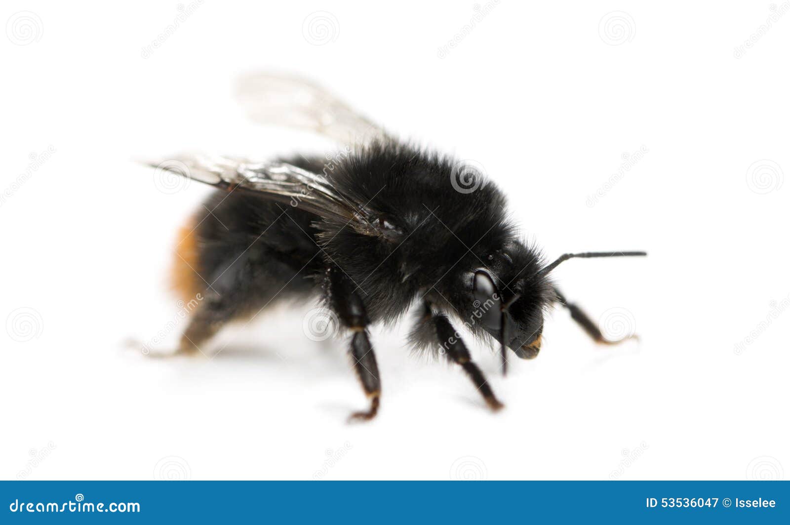 Red-tailed Bumblebee, Bumblebee, Bombus Lapidarius Stock Image ...
