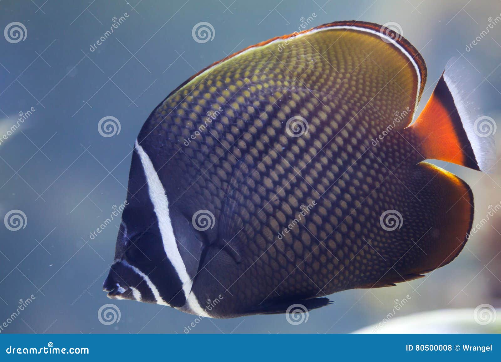 Red-tailed Butterflyfish Chaetodon Collare Stock Photo - Image of ...