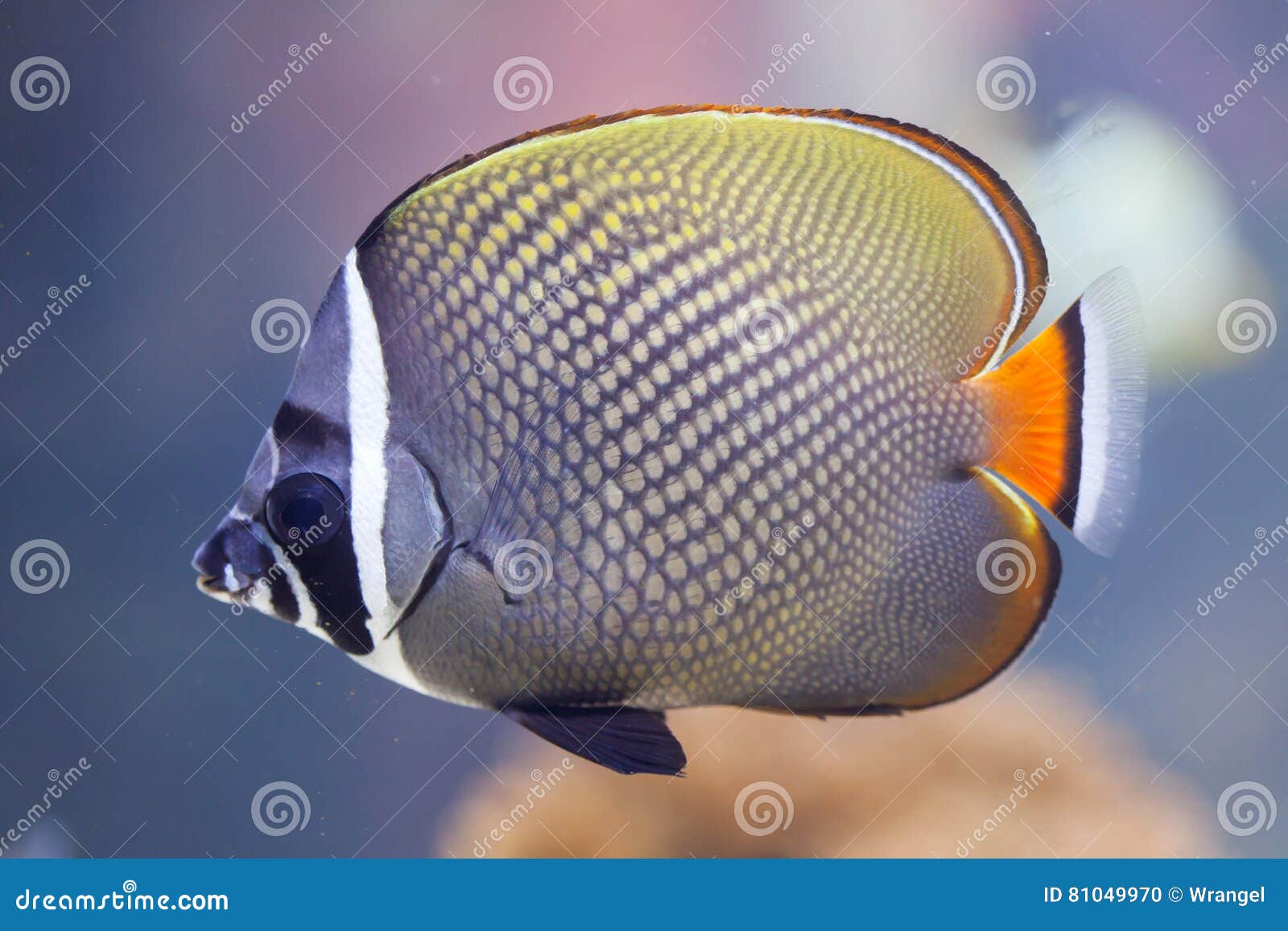 Red-tailed Butterflyfish Chaetodon Collare Stock Photo - Image of ...