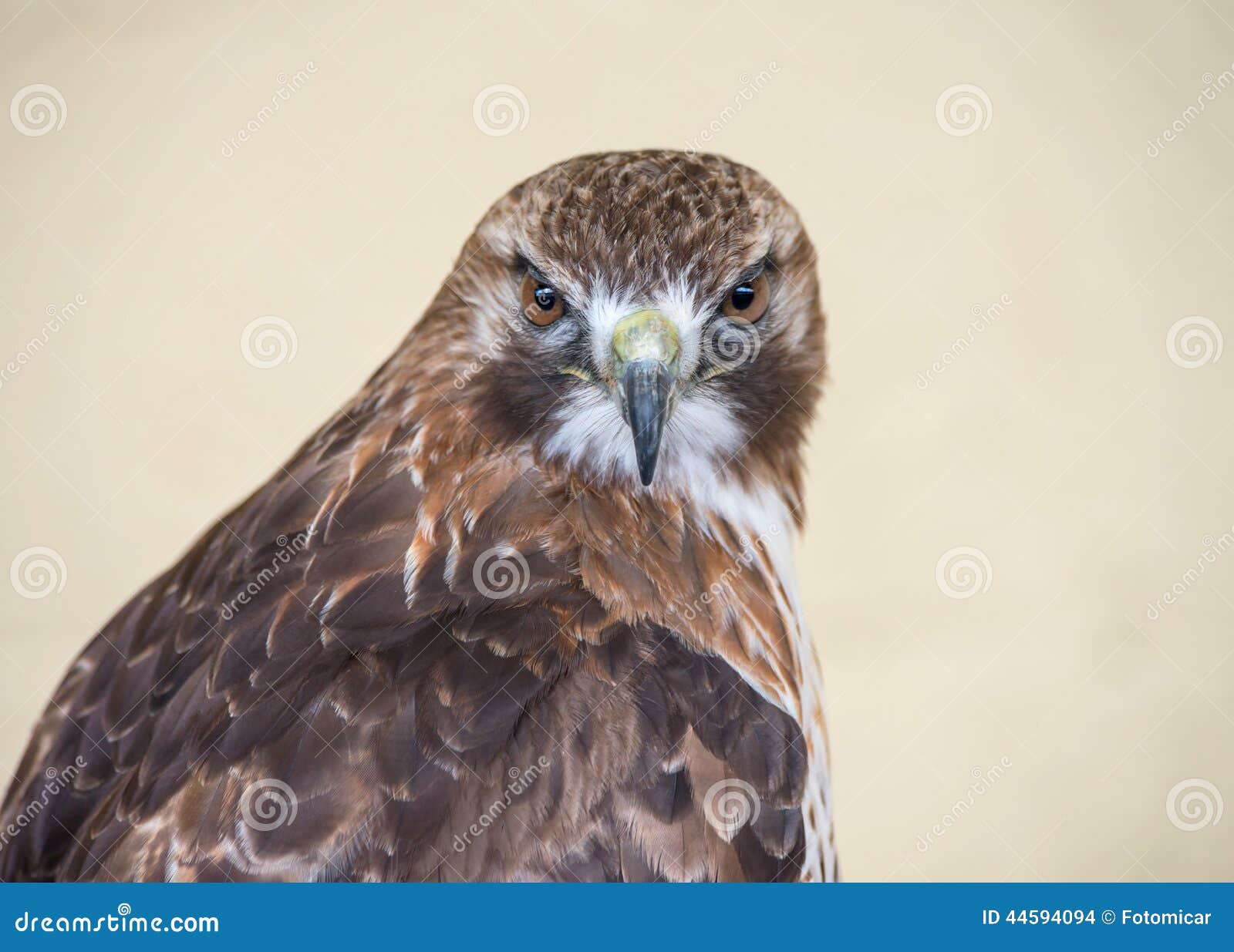Red Tailed Buzzard stock photo. Image of tail, space - 44594094