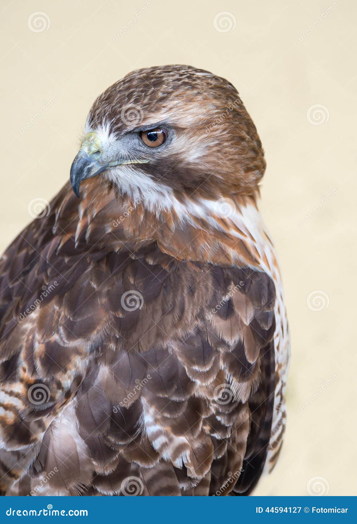 Red Tailed Buzzard stock image. Image of chicken, blue - 44594127