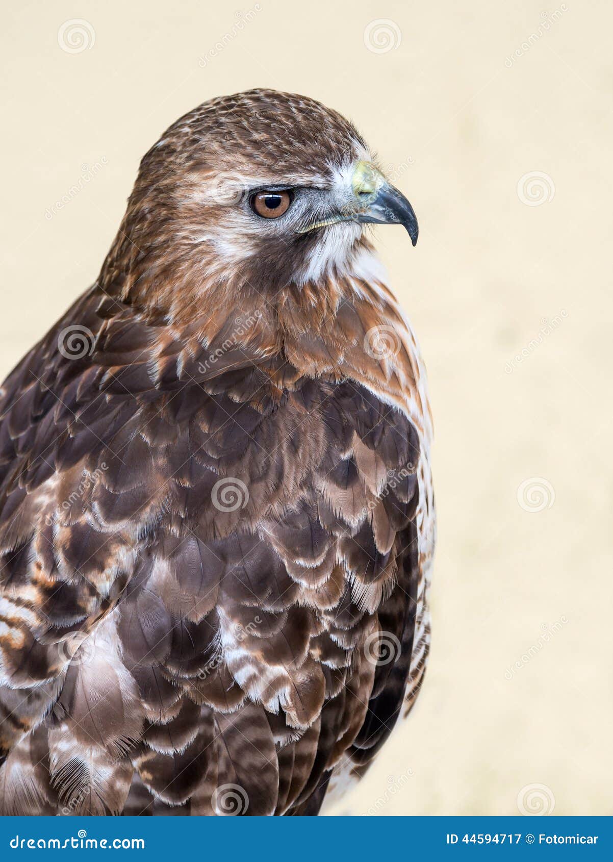 Red Tailed Buzzard stock image. Image of dark, white - 44594717
