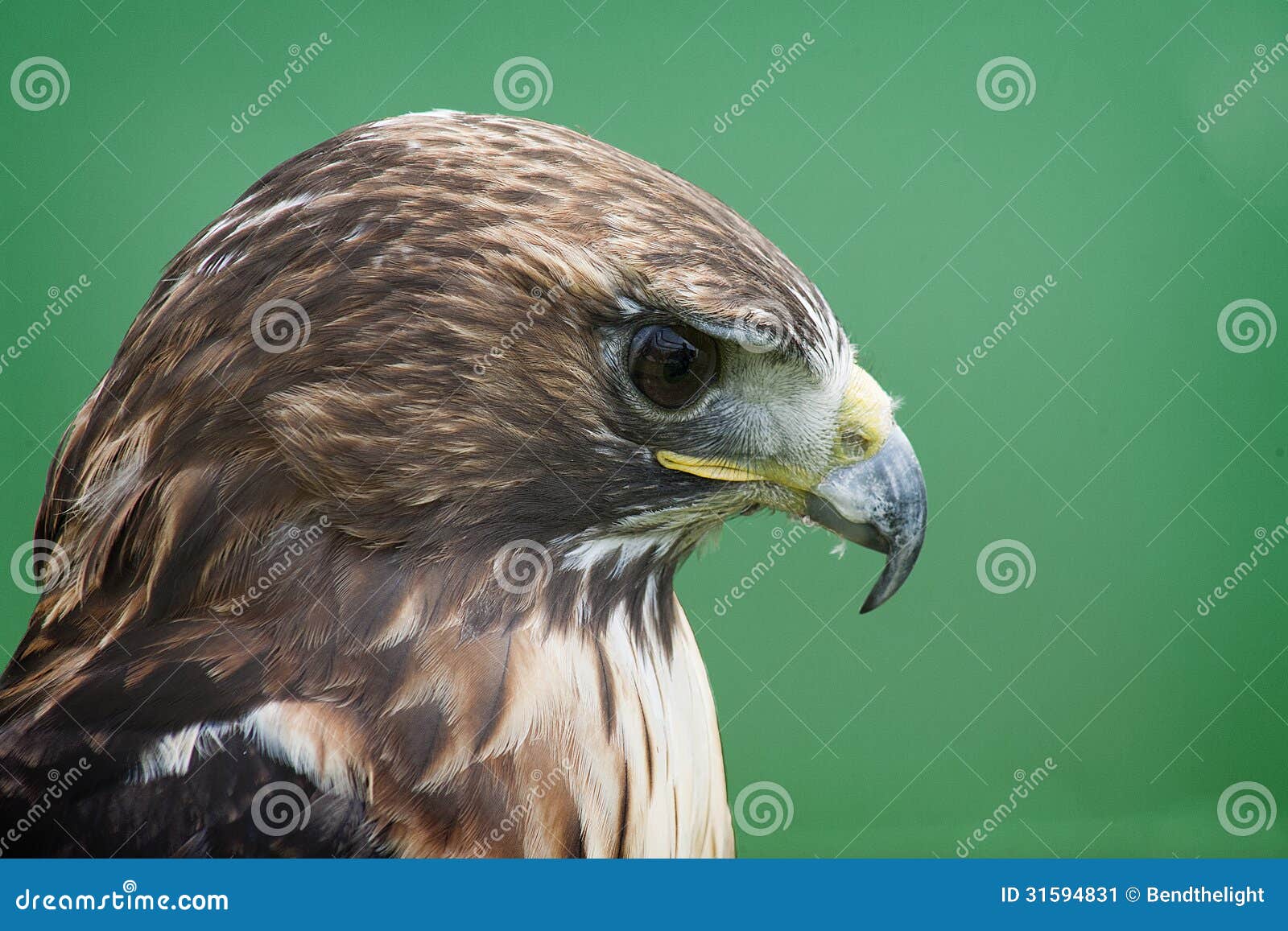 Red Tailed Buzzard stock image. Image of tailed, fastest - 31594831