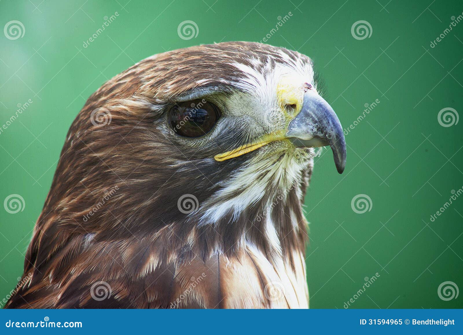 Red Tailed Buzzard stock image. Image of hawk, falcon - 31594965