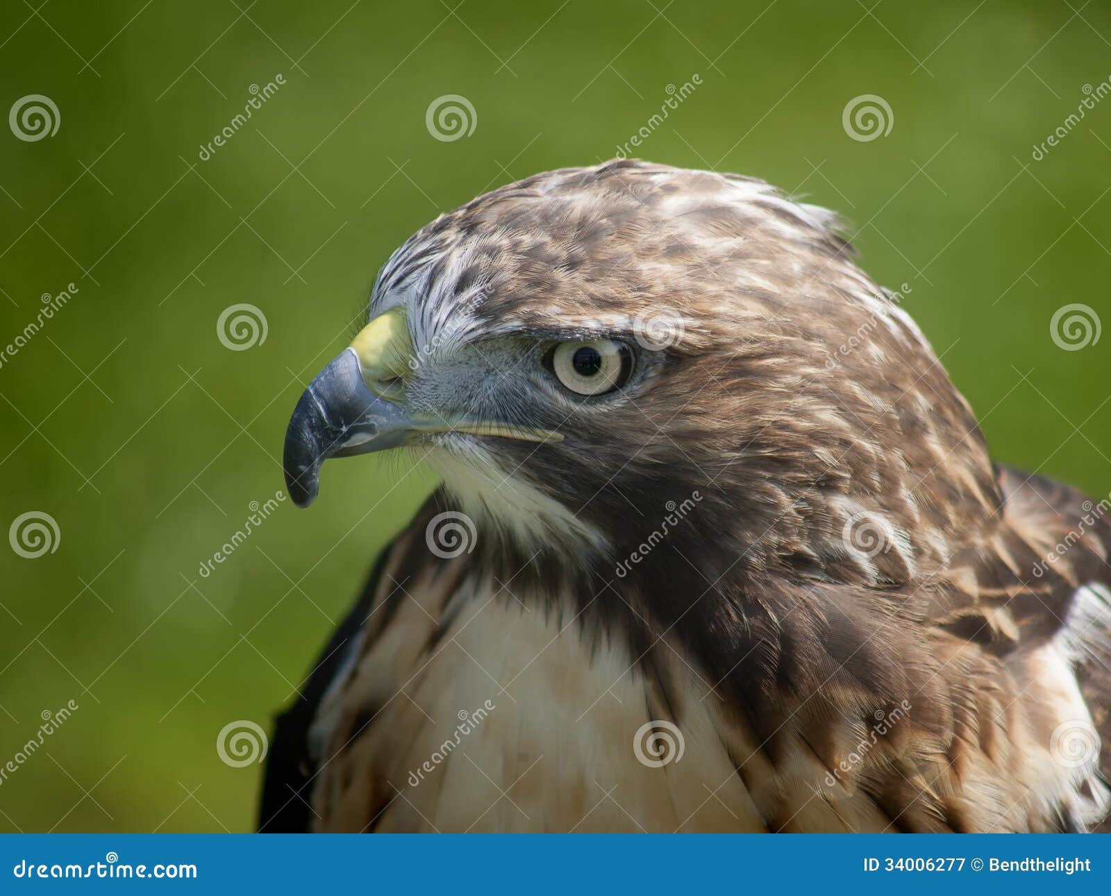 Red Tailed Buzzard 3 stock image. Image of prey, beak - 34006277