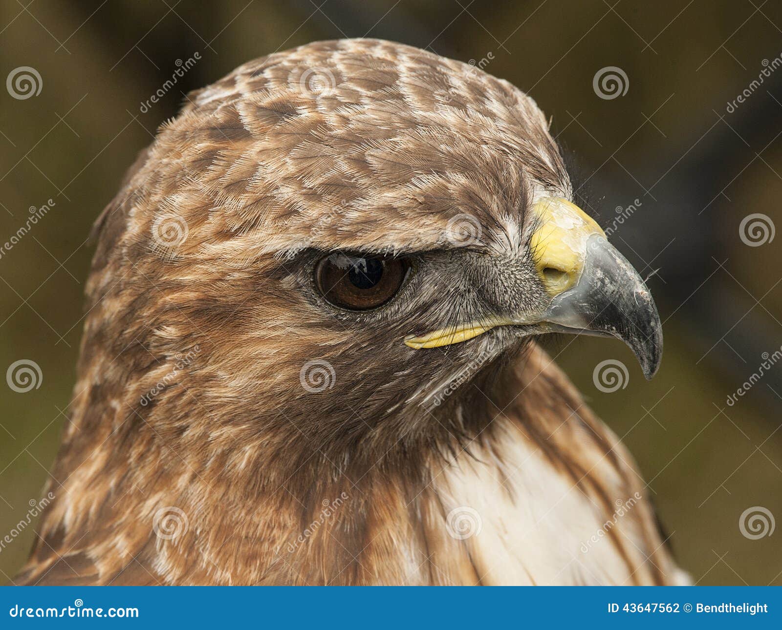 Red Tailed Buzzard stock photo. Image of beak, predator - 43647562