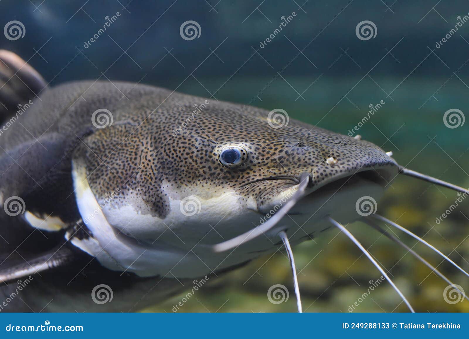 Red-tailed Catfish. Stock Photography | CartoonDealer.com #182310572