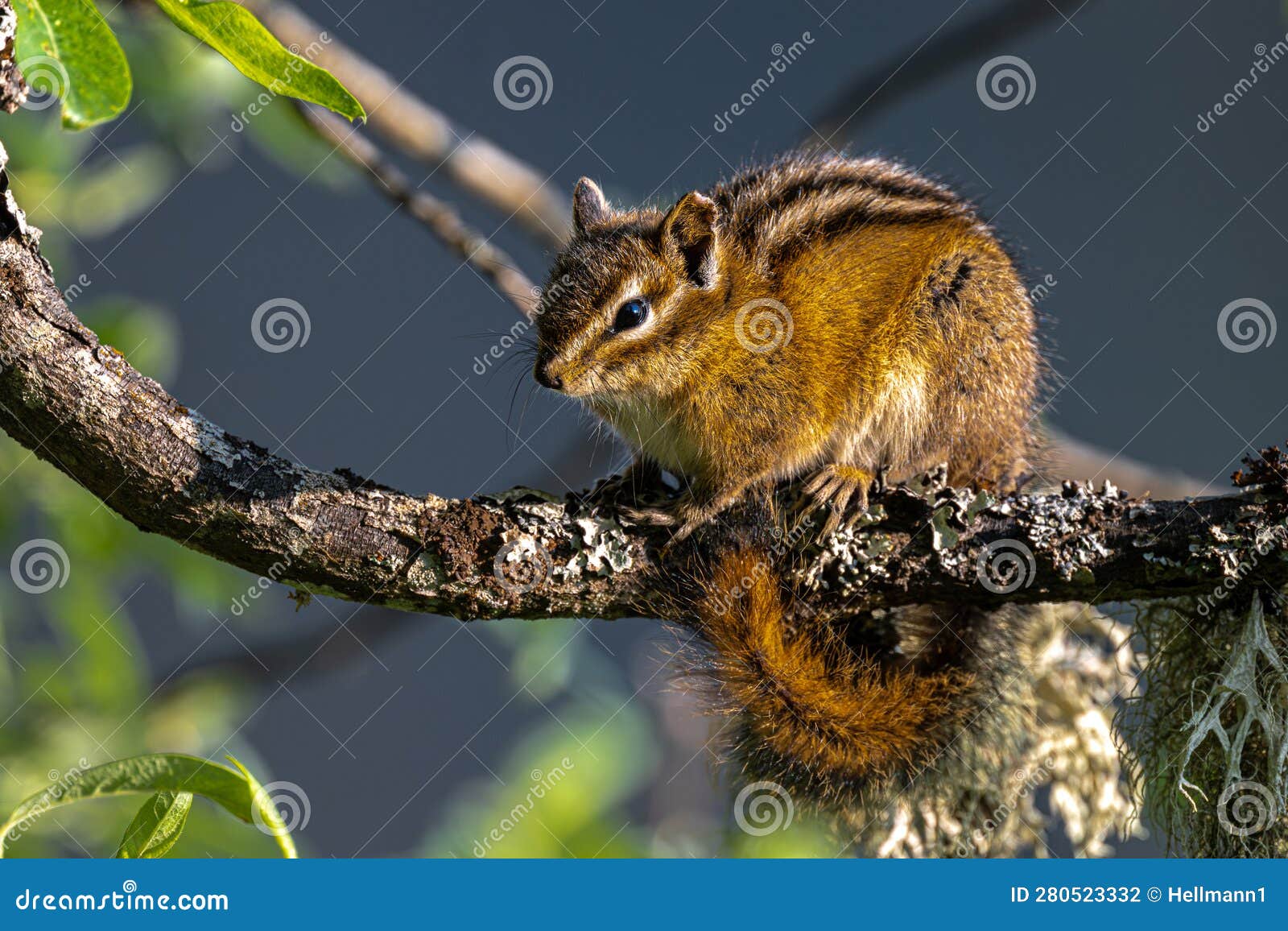 Red-tailed Chipmunk on a Tree Stock Photo - Image of ledge, sightseeing: 280523332