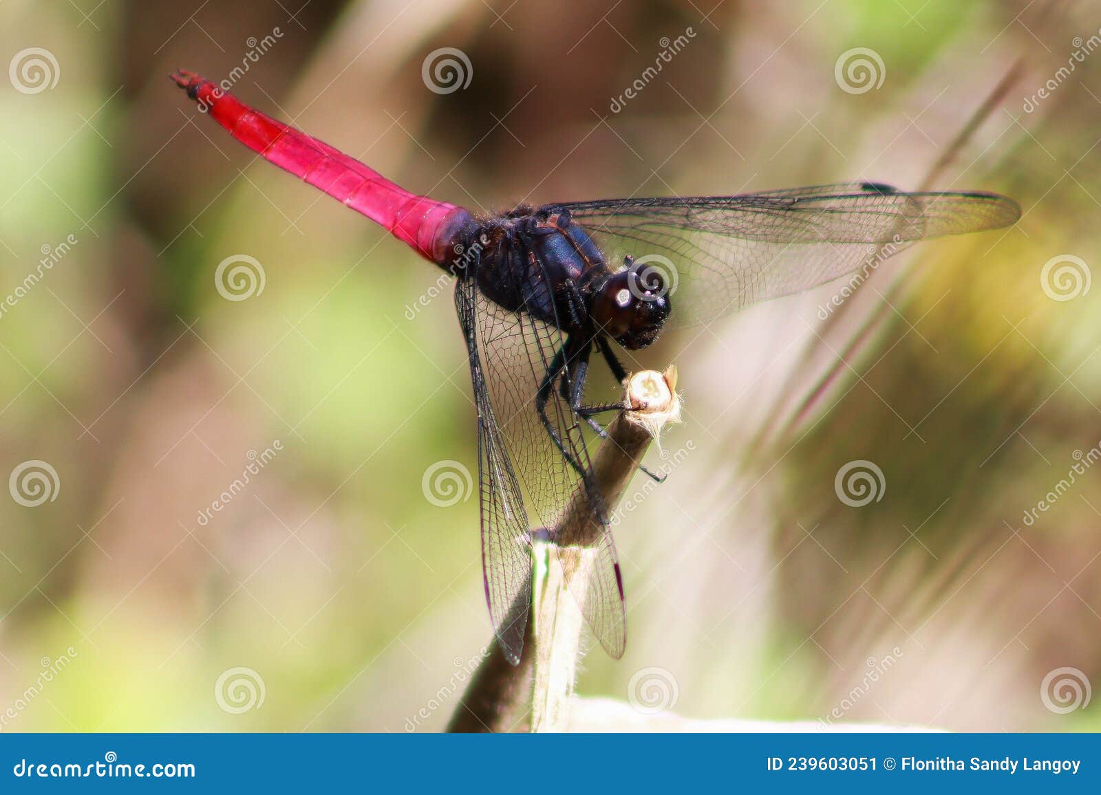 Red-tailed Dragonfly on a Twig Stock Image - Image of wildlife, nature ...