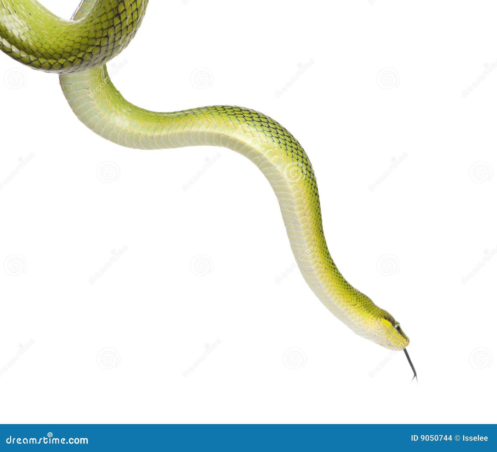 Gonyosoma Oxycephalum, Known Commonly As The Arboreal Ratsnake, The Red ...