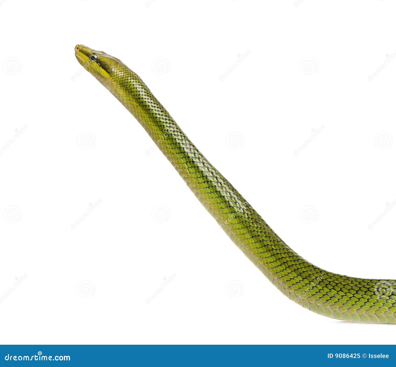 RED-TAILED GREEN RAT SNAKE Gonyosoma Oxycephala Royalty-Free Stock ...