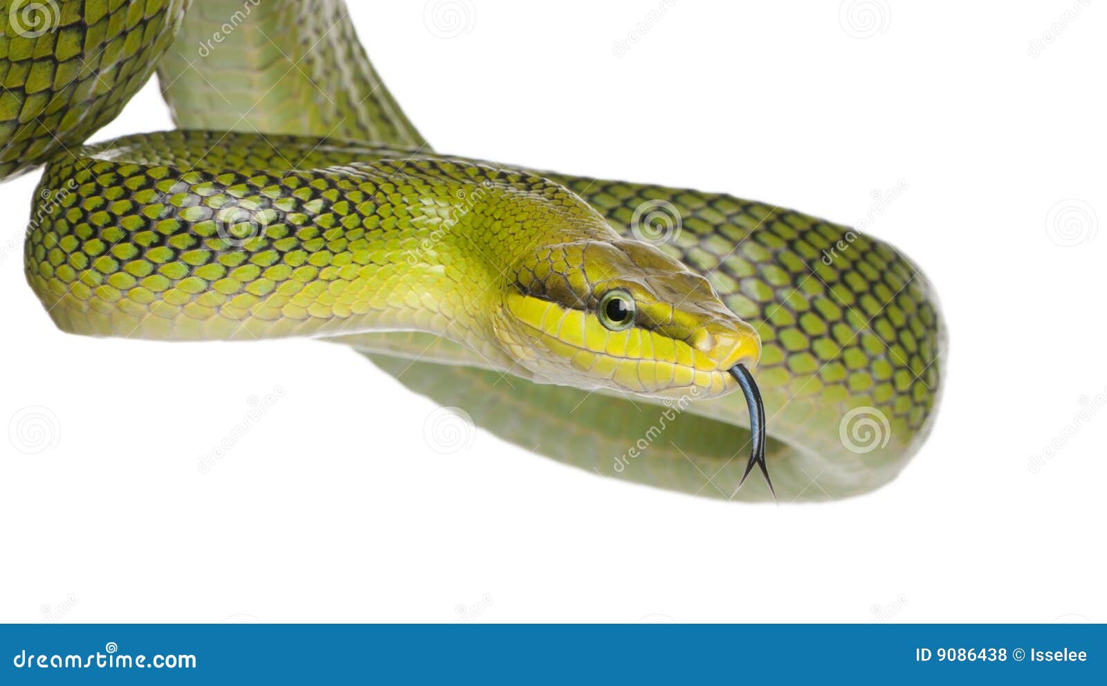 Gonyosoma Oxycephalum, Known Commonly As The Arboreal Ratsnake, The Red ...