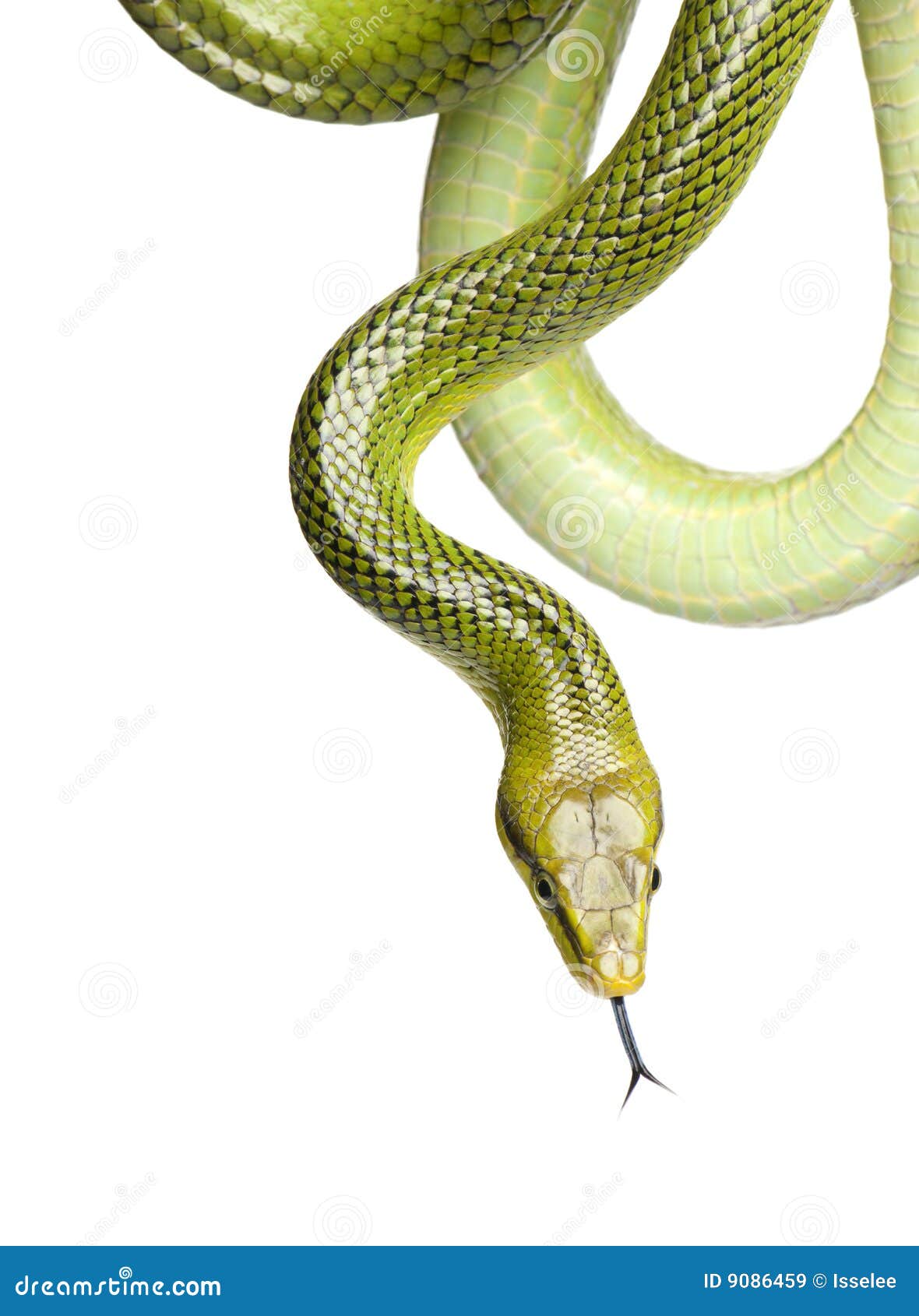 Gonyosoma Oxycephalum, Known Commonly As The Arboreal Ratsnake, The Red ...