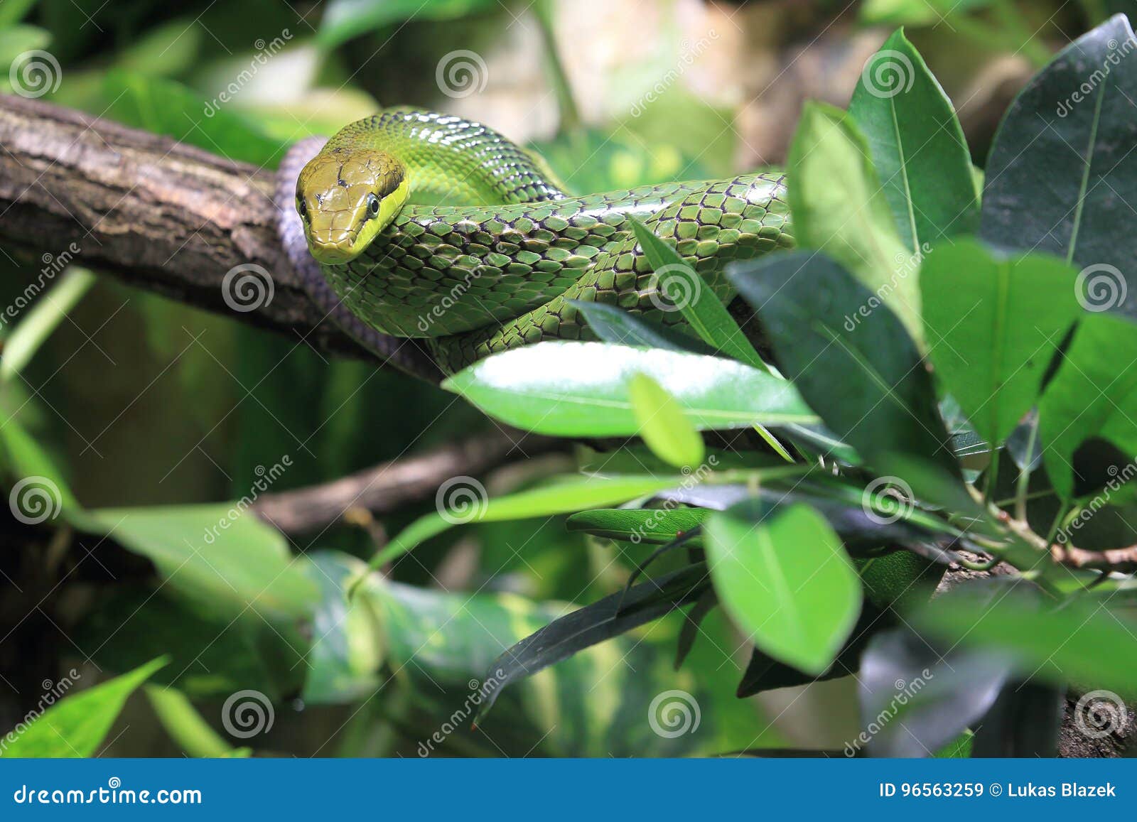 RED-TAILED GREEN RAT SNAKE Gonyosoma Oxycephala, HEAD OF ADULT Stock ...