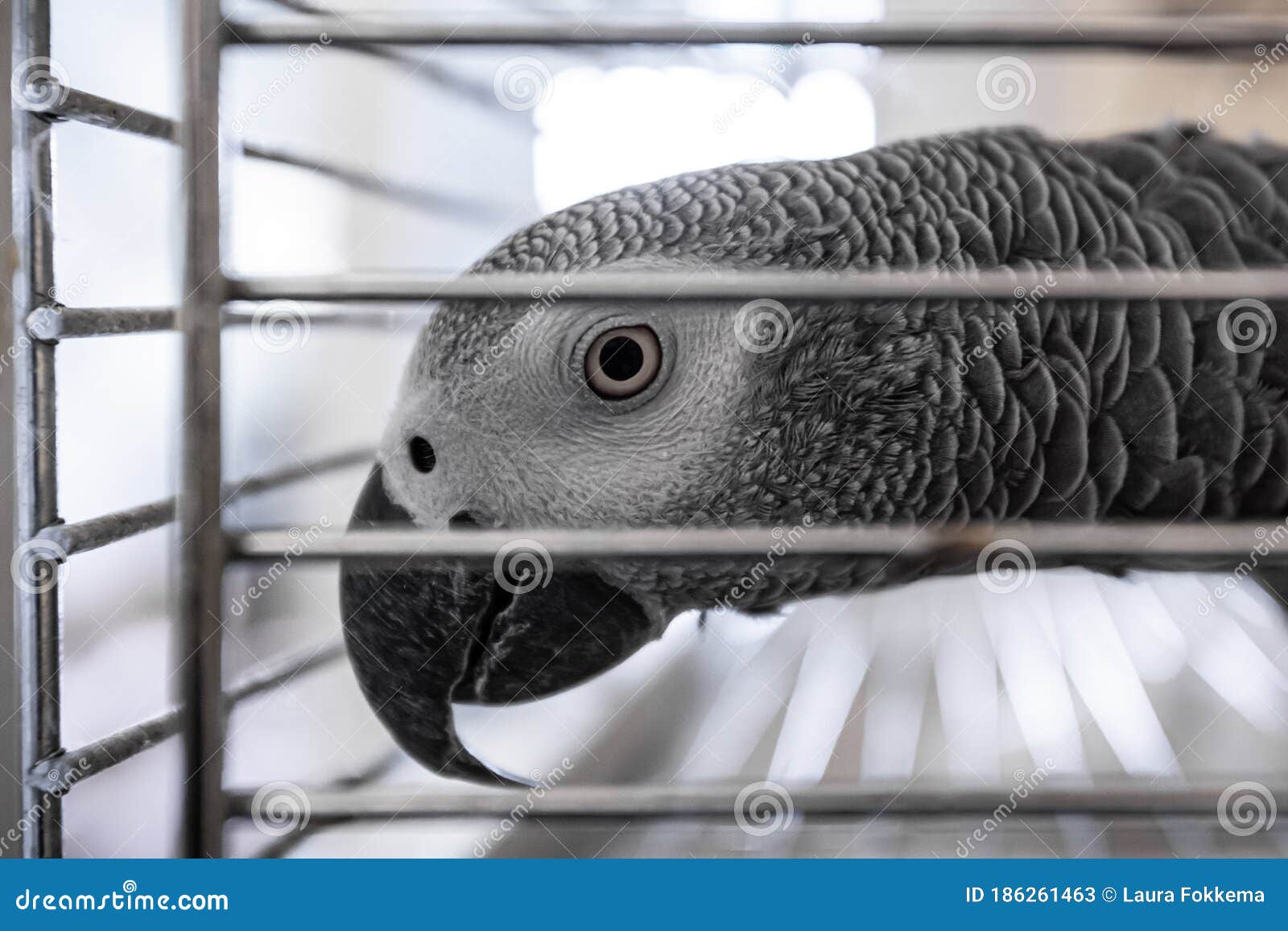 A red tailed grey parrot stock image. Image of straight - 186261463