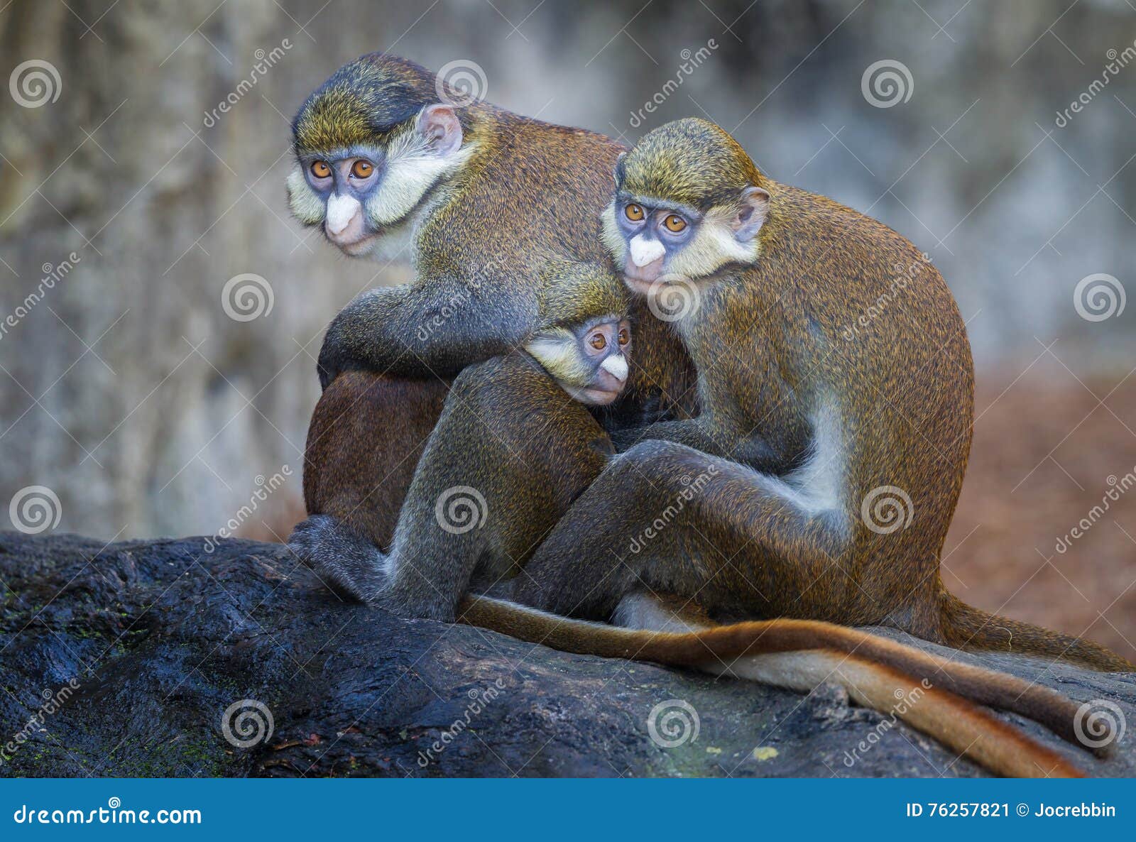 Red Tailed Guenon Monkey Family Stock Image - Image of brown, hugging ...