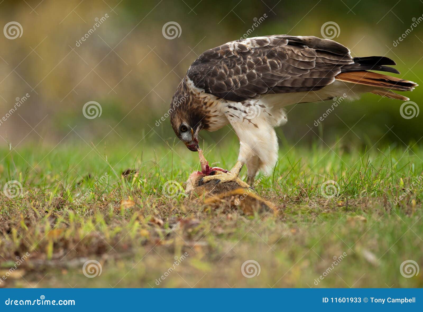 Red Tailed Hawk stock image. Image of beak, nature, tailed - 11601933