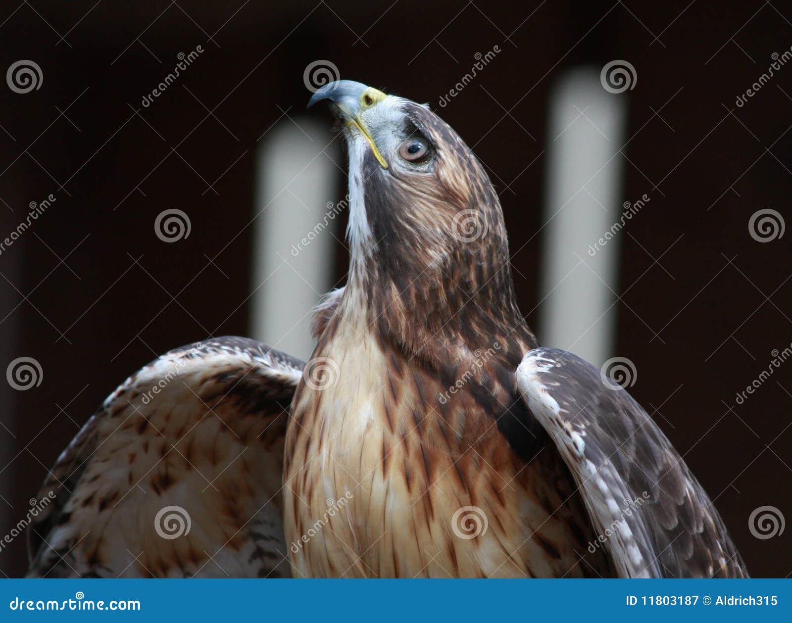 Red tailed hawk stock image. Image of looking, wildlife - 11803187