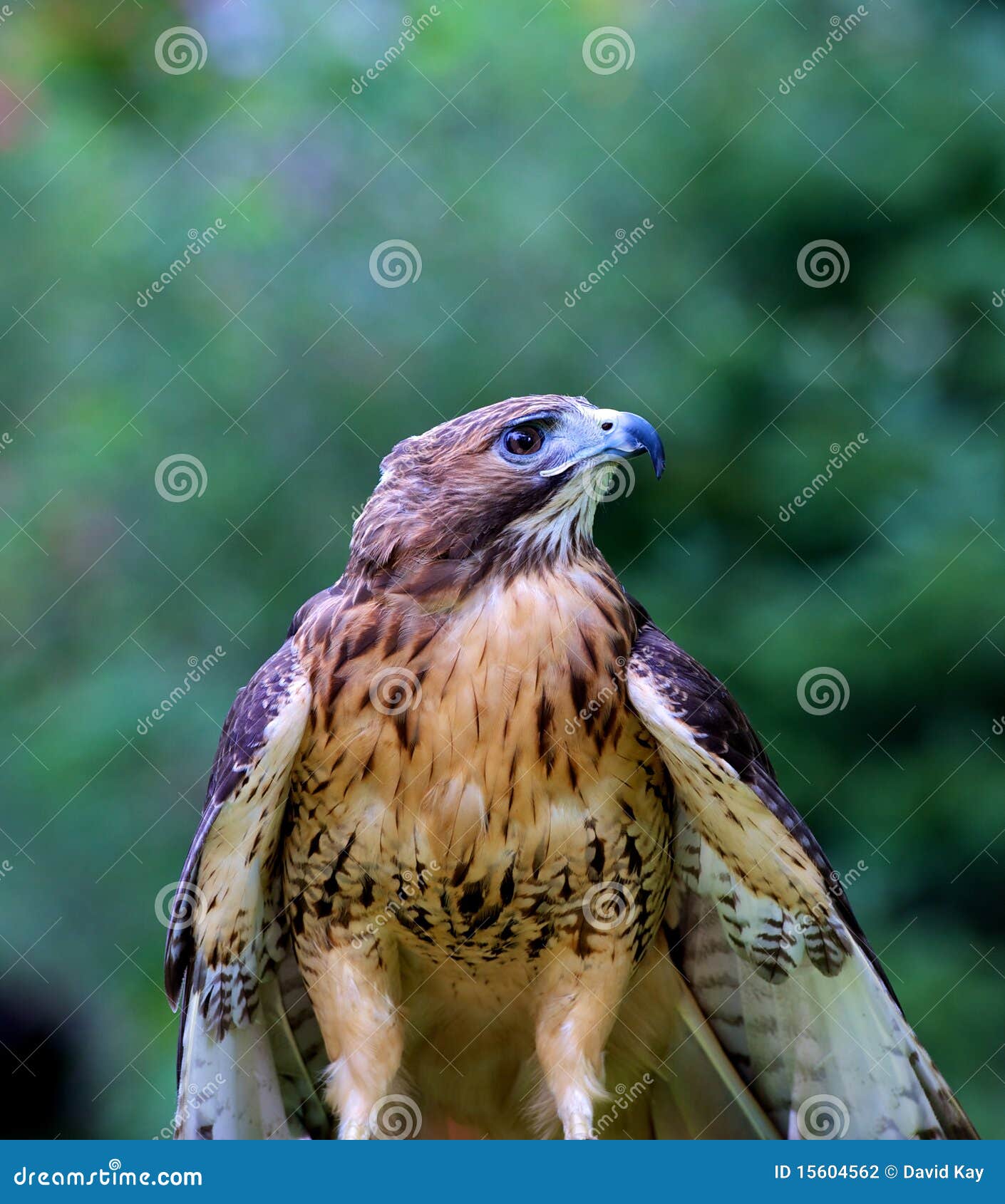 Red-tailed Hawk stock photo. Image of watchful, hawk - 15604562