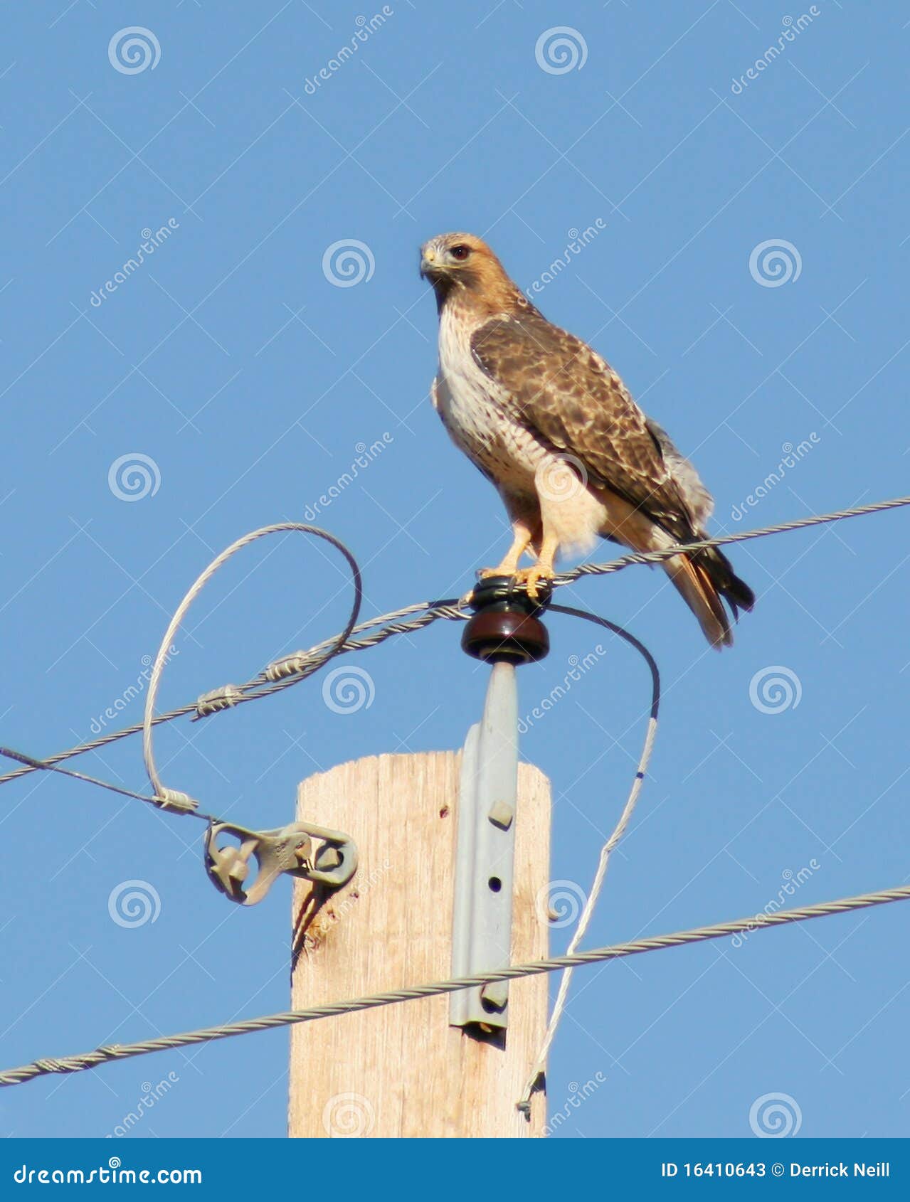 223 Electric Hawk Stock Photos - Free & Royalty-Free Stock Photos from ...