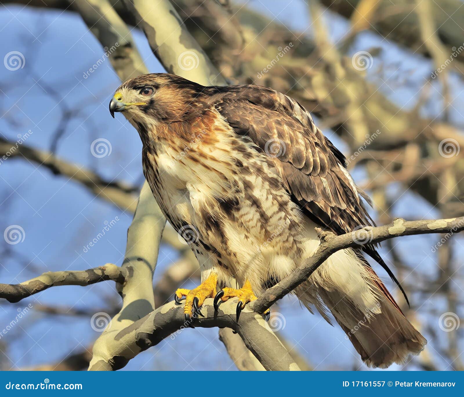 Red Tailed Hawk In Tree Royalty-Free Stock Photography | CartoonDealer ...