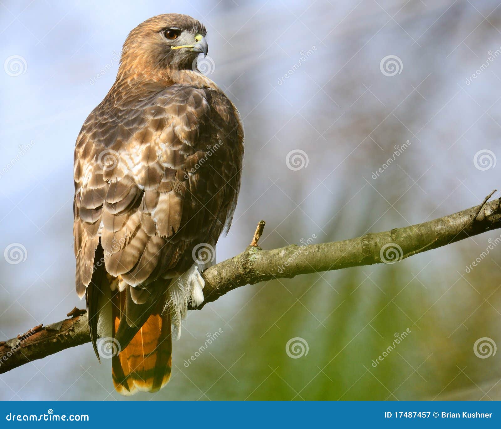 Red-Tailed Hawk stock image. Image of hunter, branch - 17487457