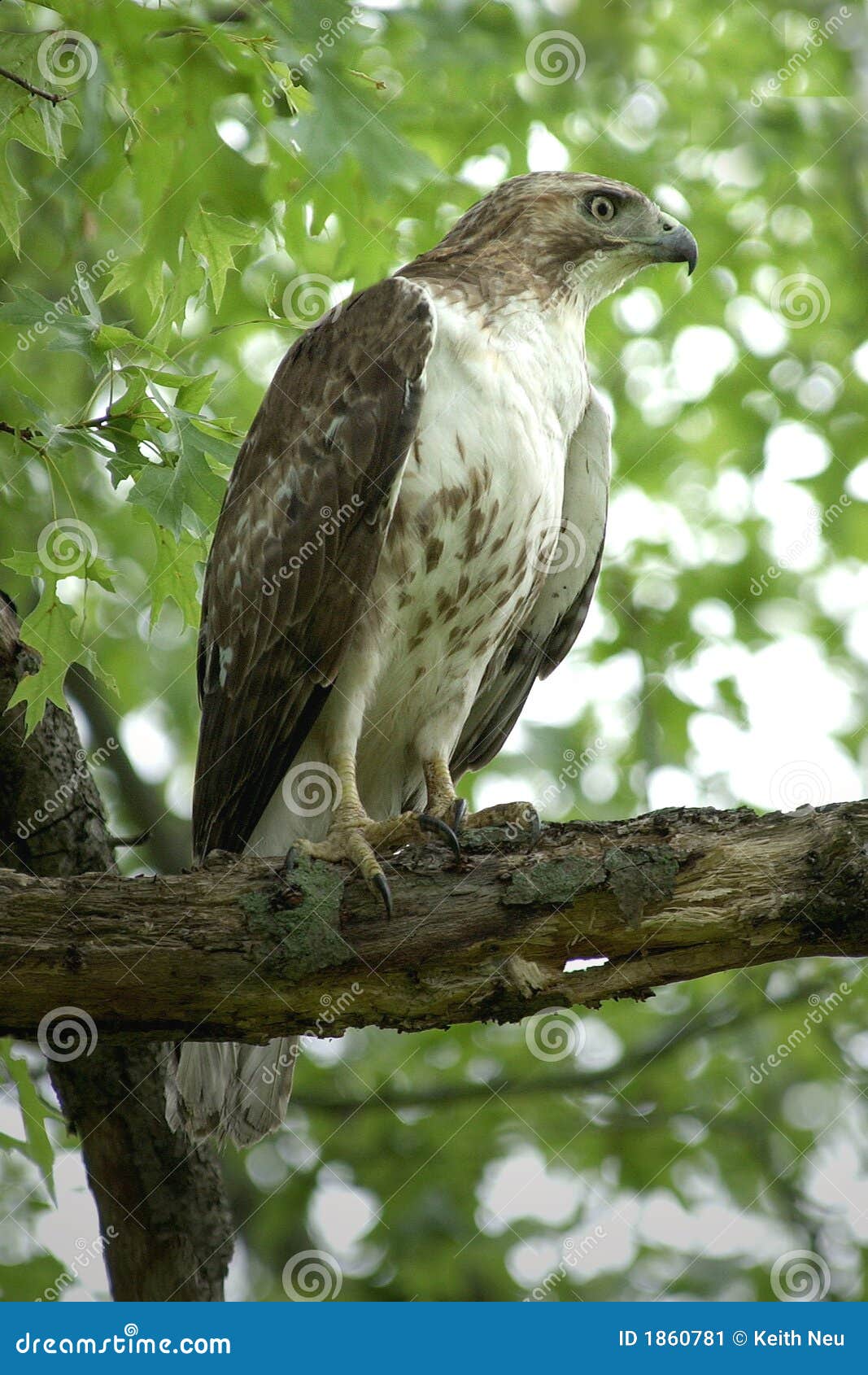 Red-tailed Hawk stock image. Image of hawk, wings, talons - 1860781