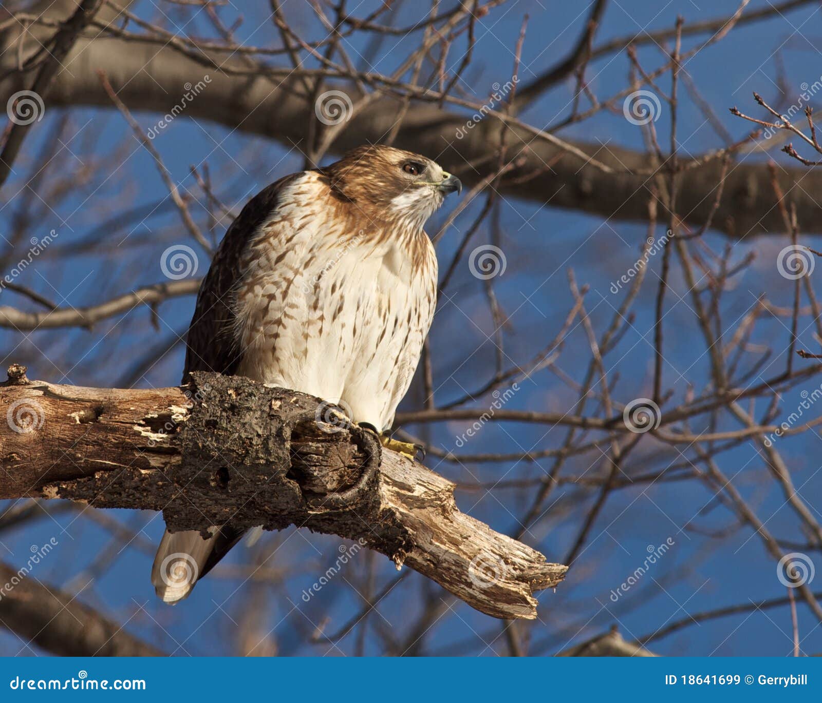 Red Tailed Hawk stock image. Image of hawk, travel, bird - 18641699