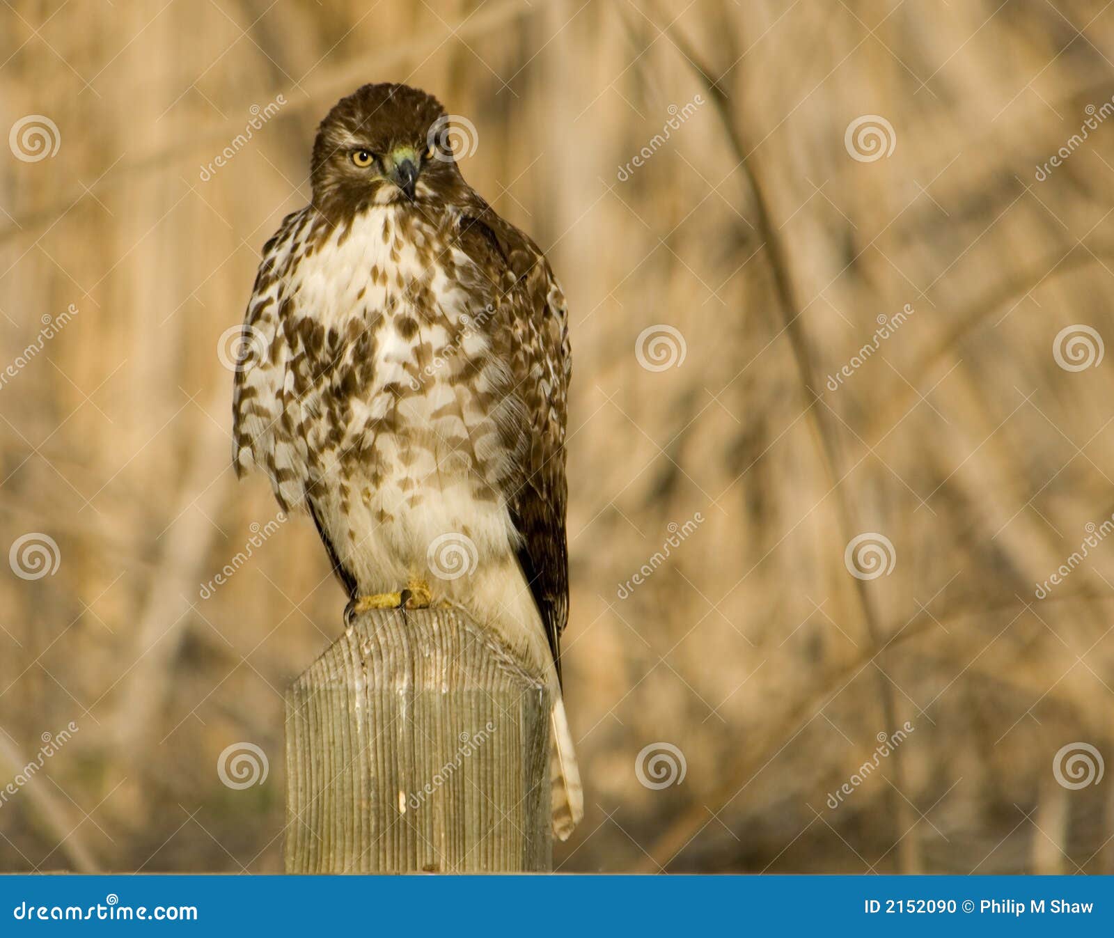 Red-tailed Hawk stock photo. Image of stare, refuge, intense - 2152090