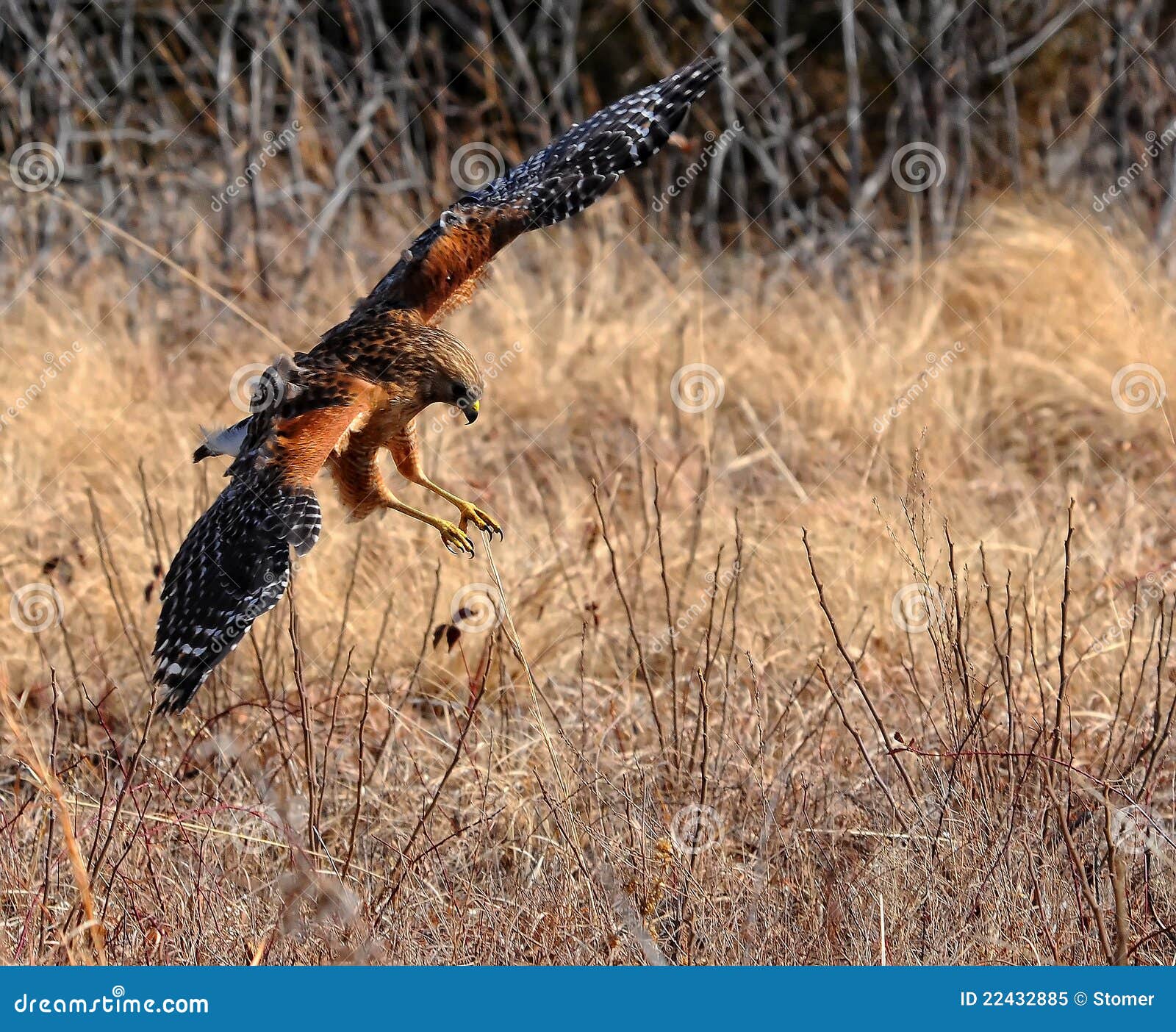 Red tailed hawk stock image. Image of hawk, grass, wings - 22432885