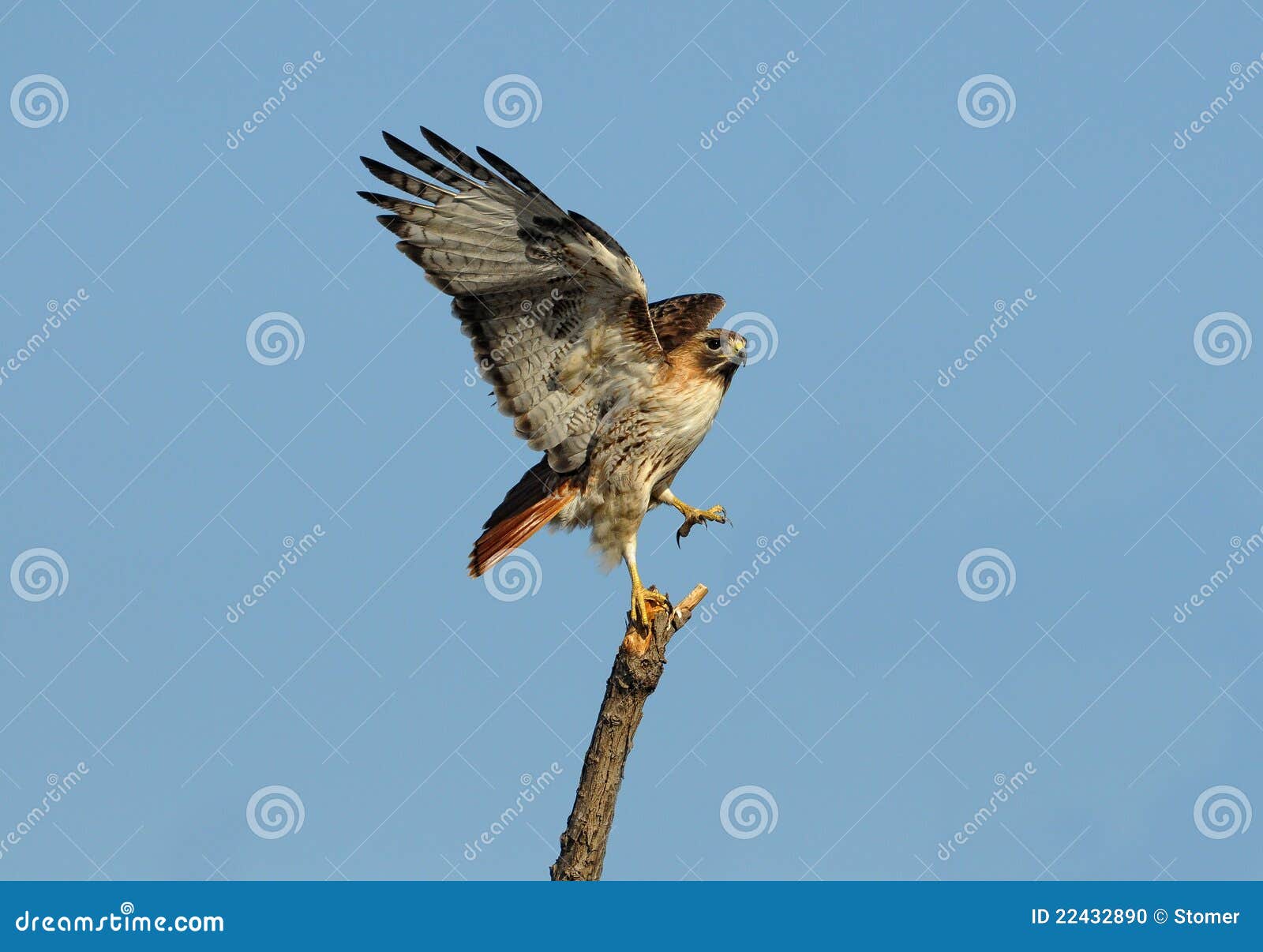 Red tailed hawk stock photo. Image of tailer, perch, talons - 22432890