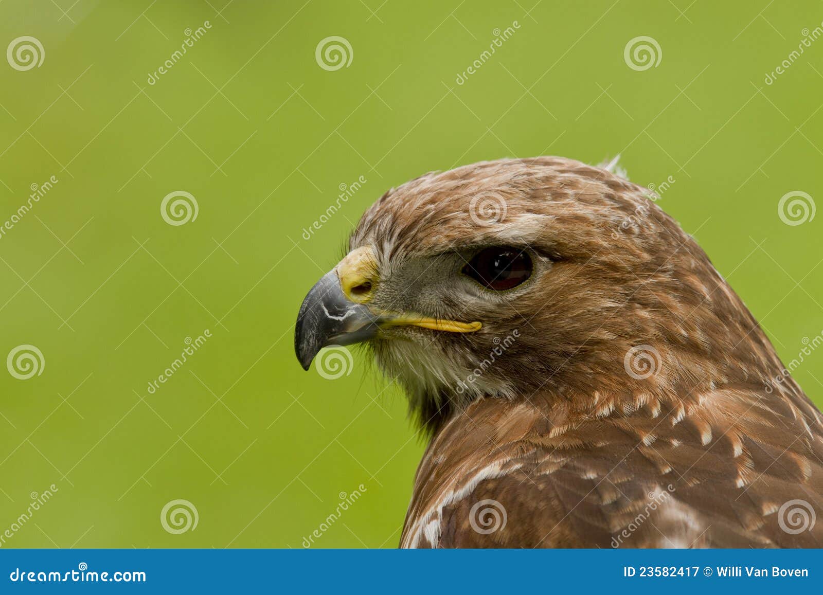 Red Tailed Hawk stock image. Image of eyes, outdoors - 23582417