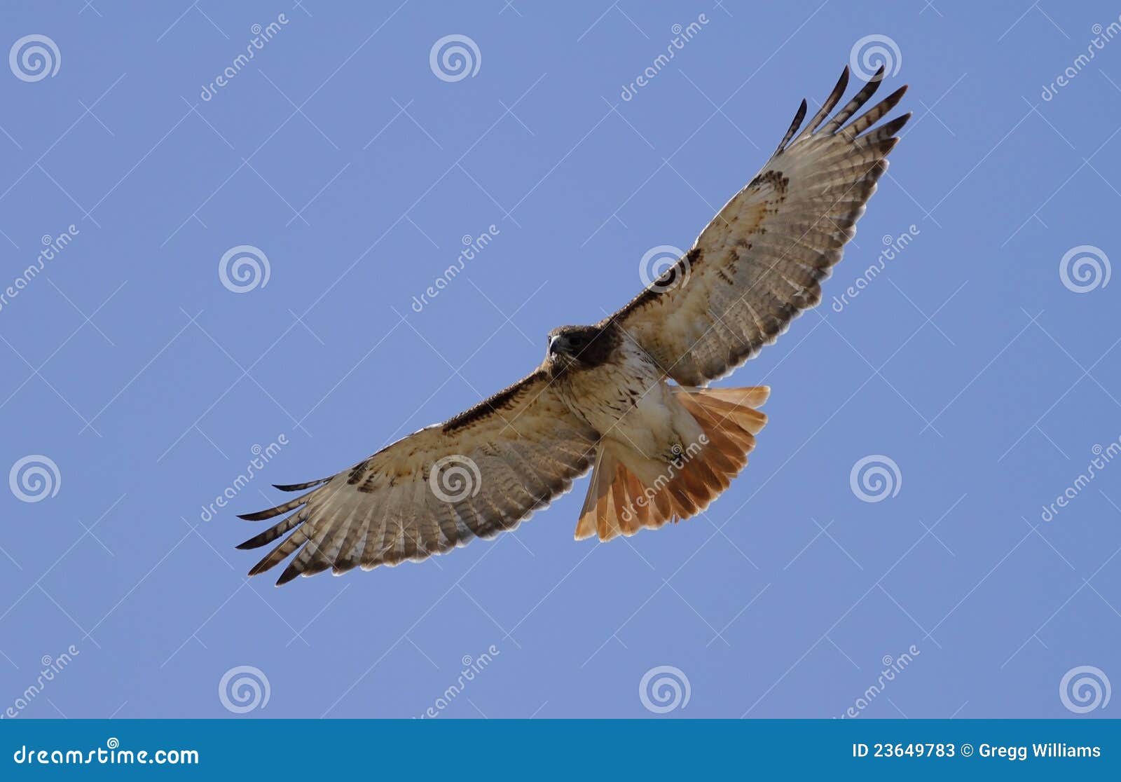 Red Tailed Hawk stock image. Image of buteo, predator - 23649783