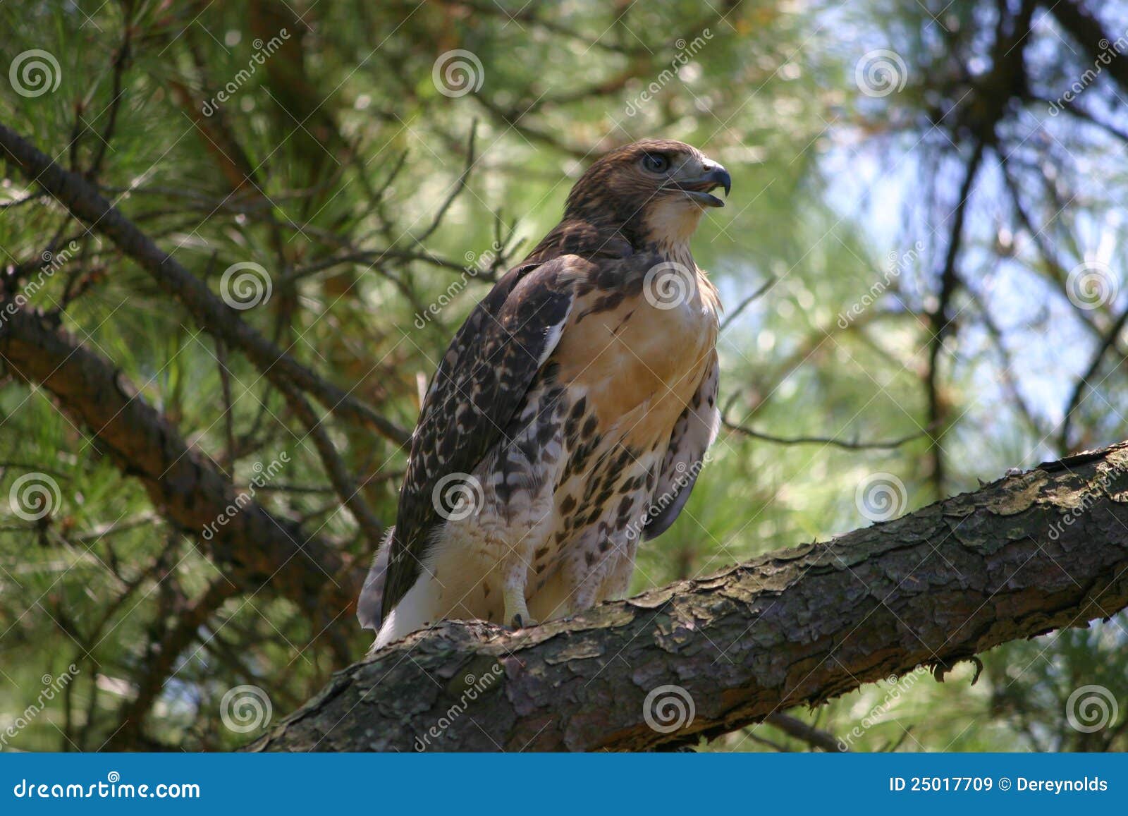 Red-Tailed hawk stock image. Image of talons, falcon - 25017709
