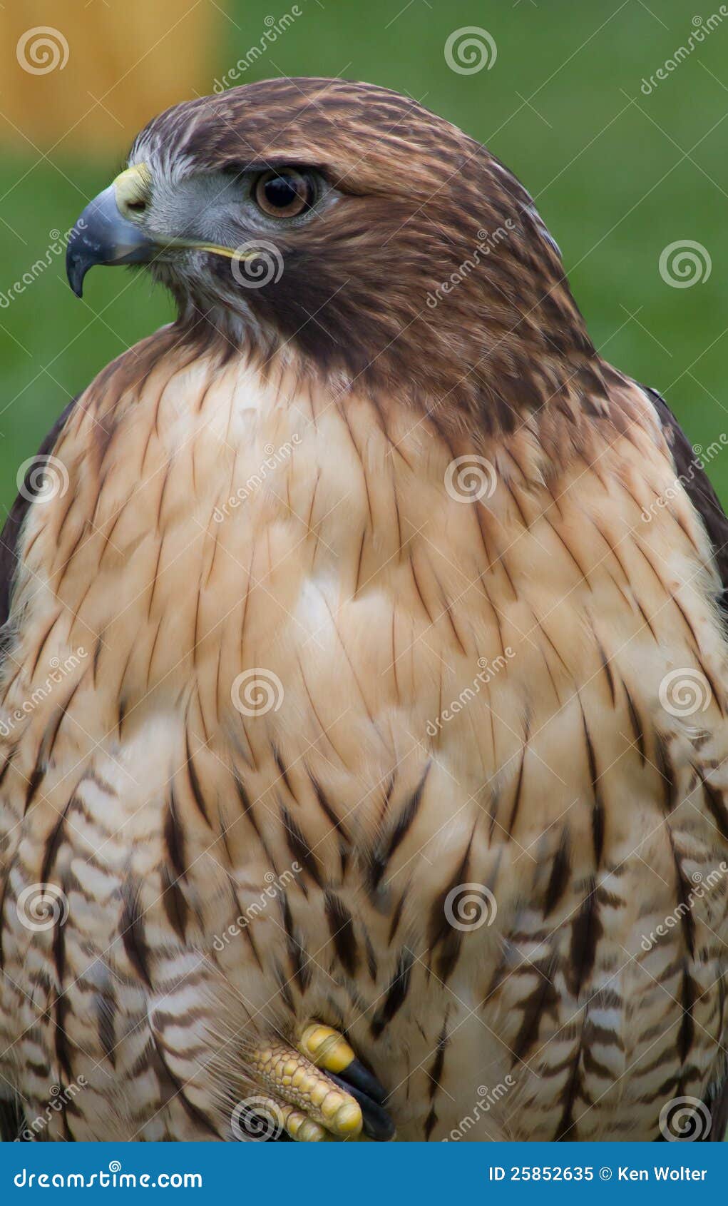 Red Tailed Hawk stock image. Image of nature, tailed - 25852635