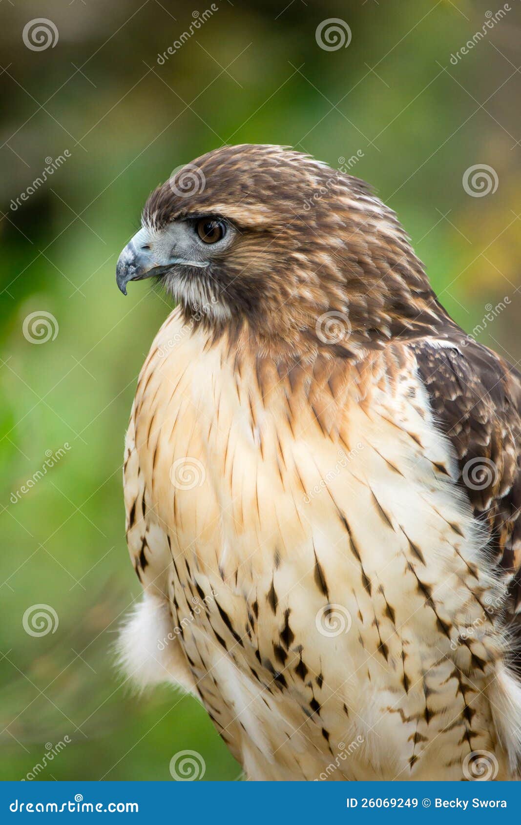Red-Tailed Hawk stock image. Image of beak, stare, biology - 26069249