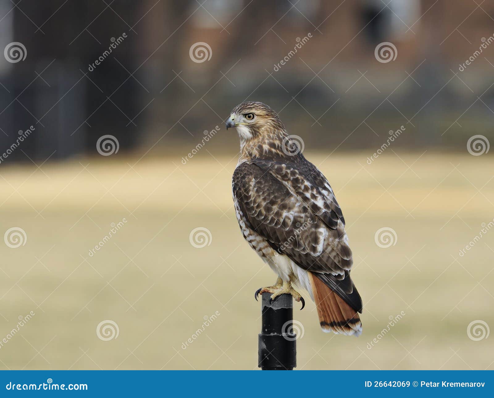 Red-tailed hawk stock image. Image of jamaicensis, pray - 26642069