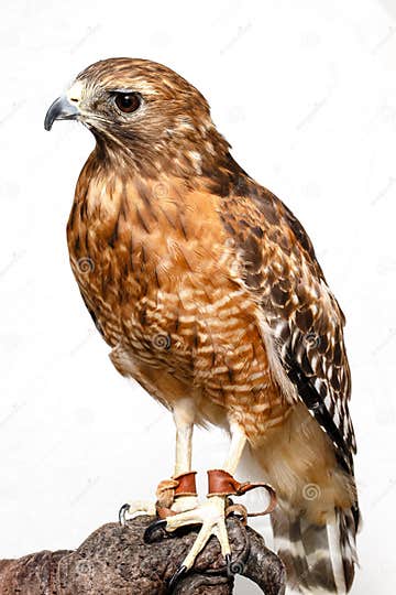 Red-tailed Hawk stock image. Image of looking, tethered - 26956933