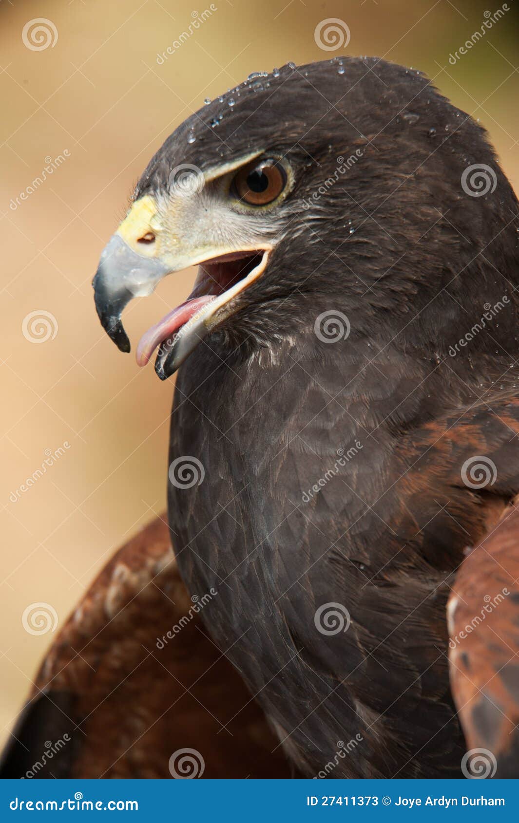 Red-Tailed Hawk stock image. Image of beak, hunter, hawk - 27411373