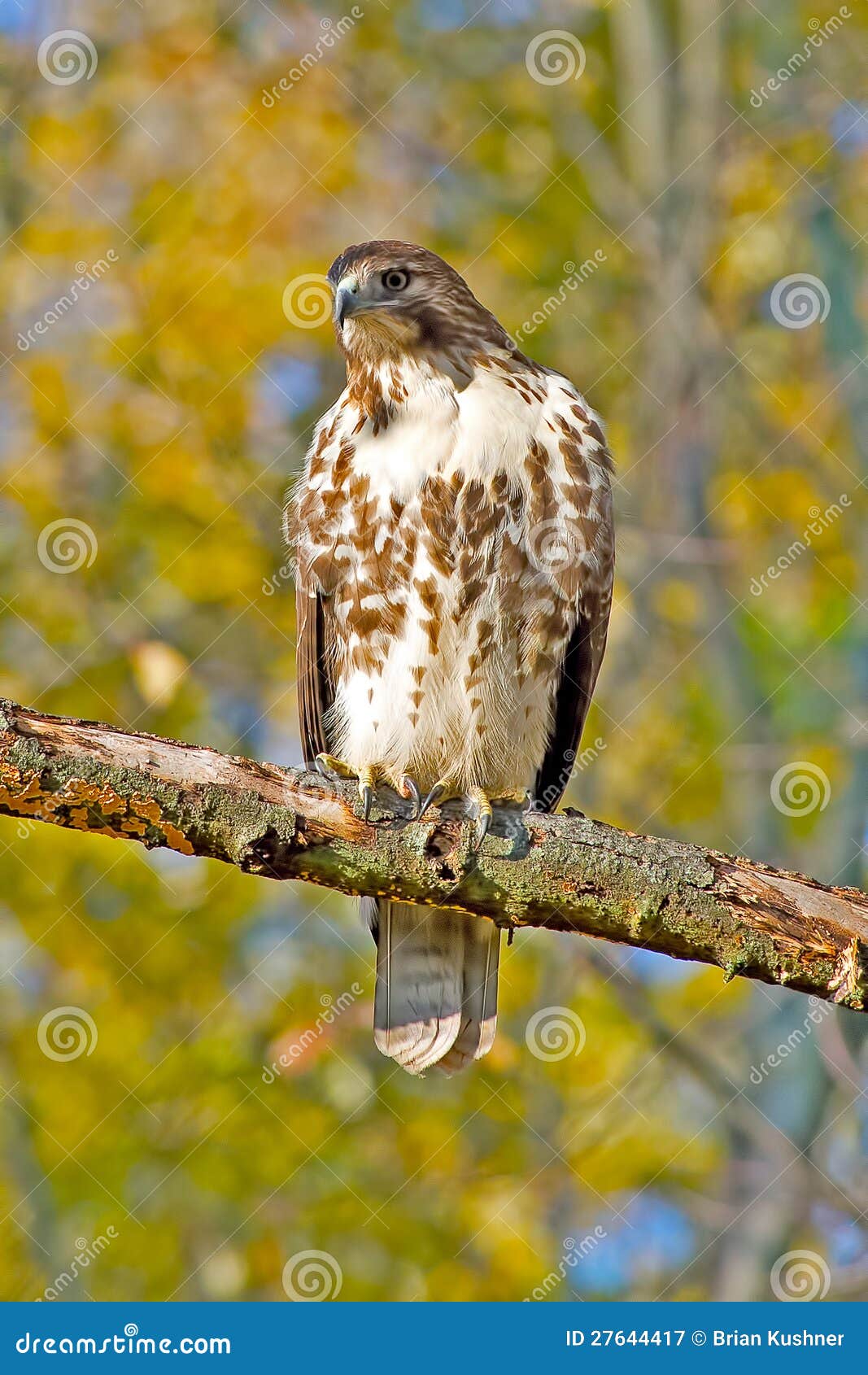 Red-Tailed Hawk stock image. Image of raptor, close, talons - 27644417