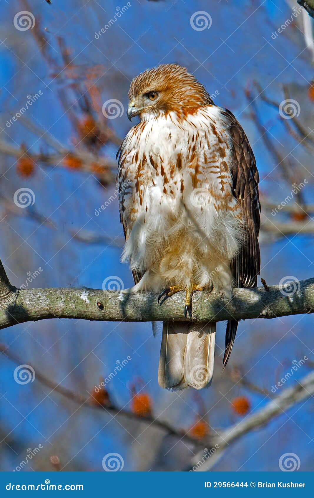 Red-Tailed Hawk stock photo. Image of hawk, tail, prey - 29566444