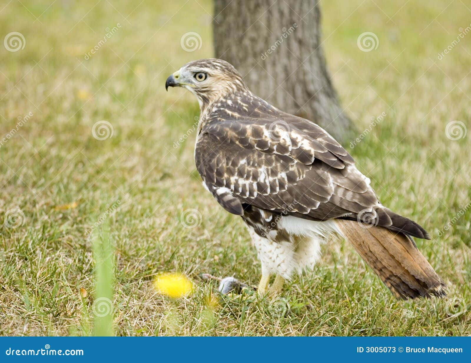 Red-tailed Hawk stock image. Image of jamaicensis, buteo - 3005073