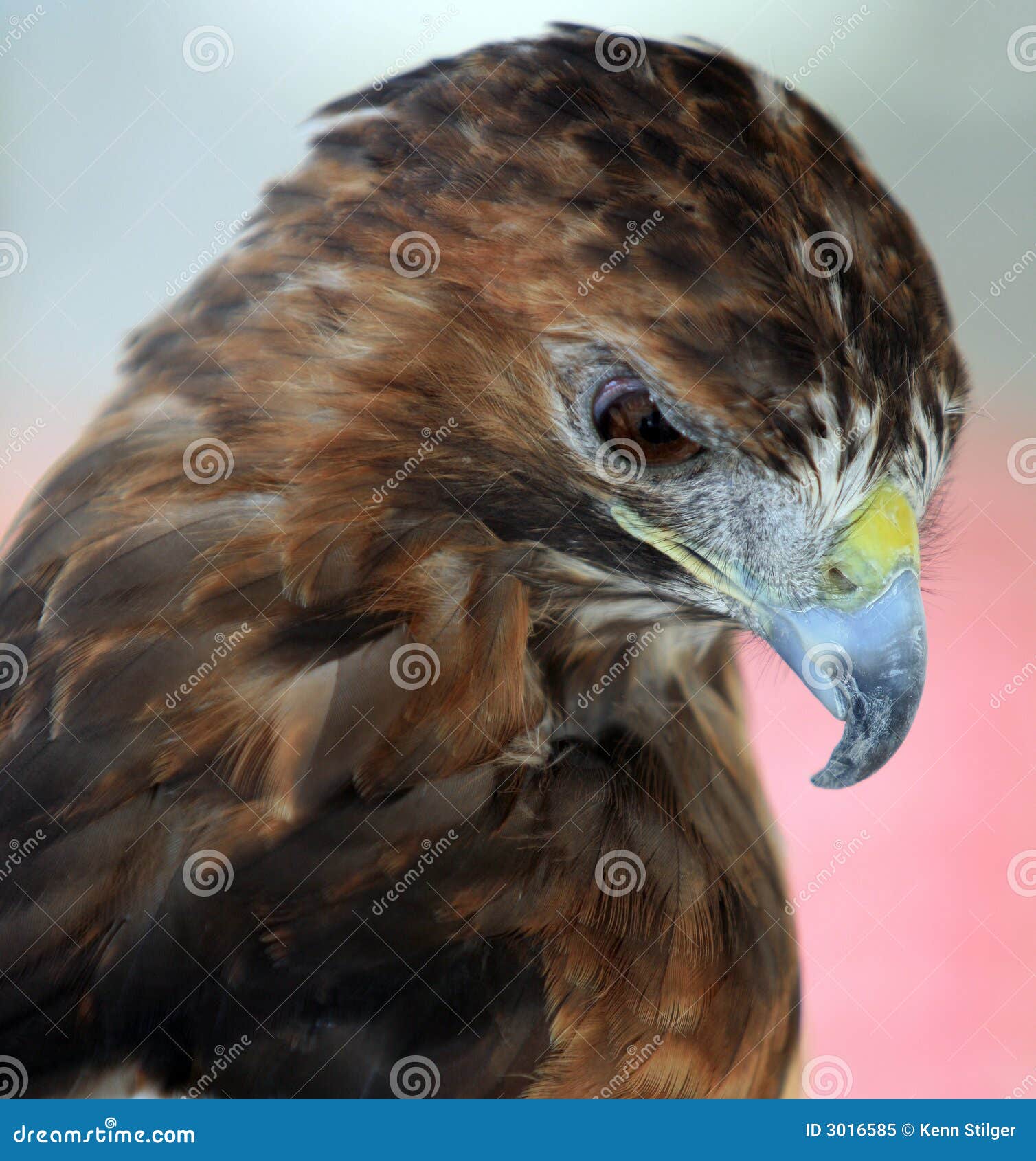 Red tailed Hawk stock image. Image of plumage, bird, feathers - 3016585