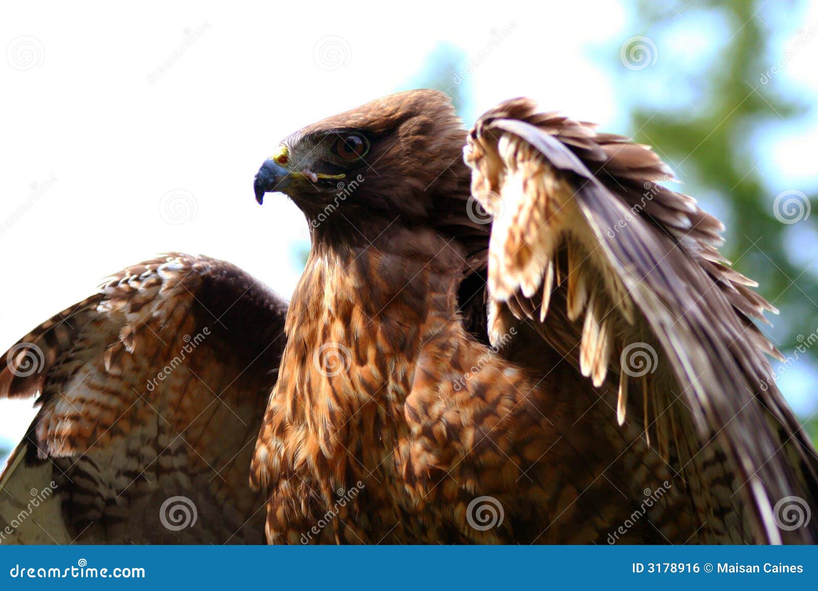 Red Tailed Hawk stock photo. Image of prey, tongue, open - 3178916