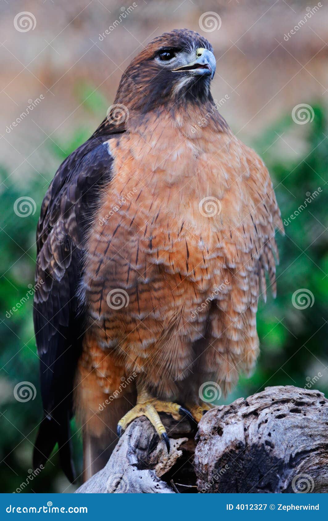 Red tailed Hawk stock image. Image of buteo, close, tailed - 4012327